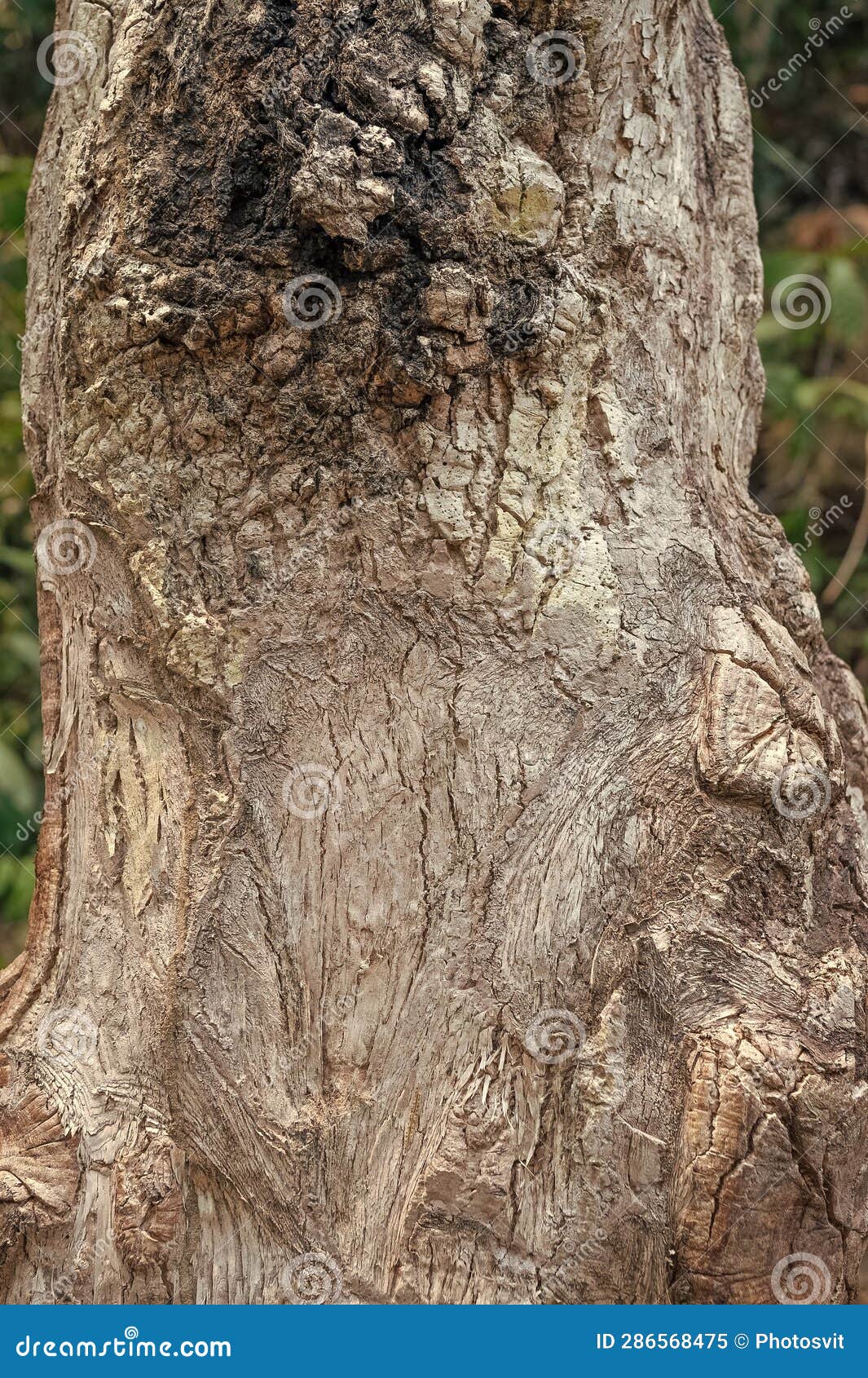 Tree Bark and Trunk. Tree Bark Texture. Tree Bark Grey Color Stock ...