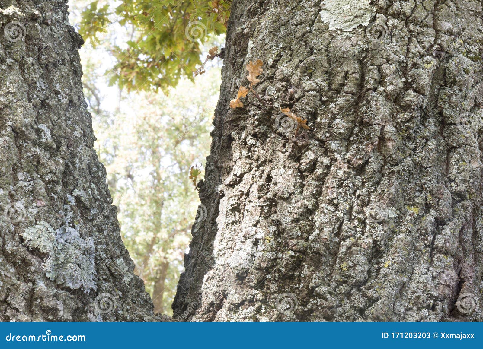 Tree Bark of Turkey Oak Quercus Cerris Stock Image - Image of landscape ...