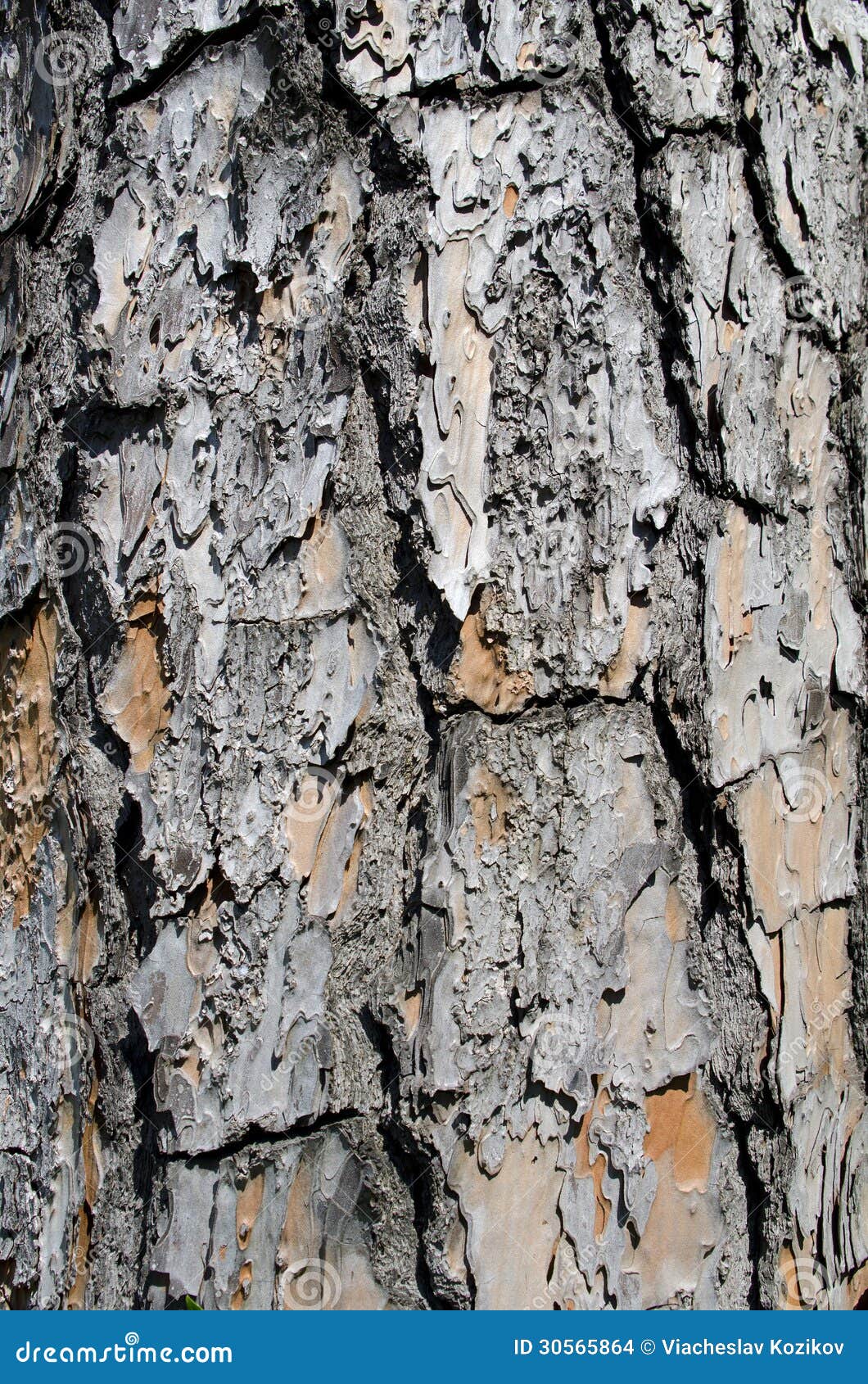 Tree bark stock photo. Image of bark, background, crown - 30565864