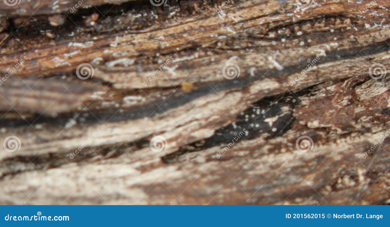 Tree bark stock video. Video of wood, nature, bark, brown - 201562015