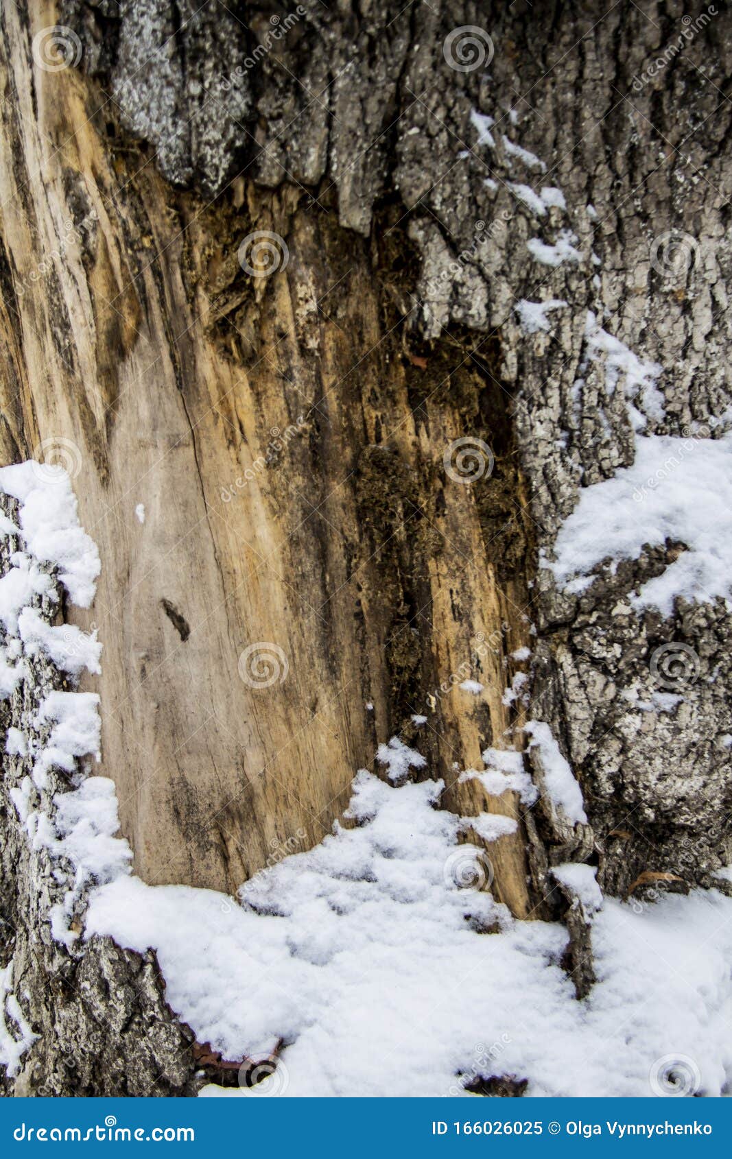 A Tree Bark Under the Snow. a Winter Day. Tree Bark Background Stock ...