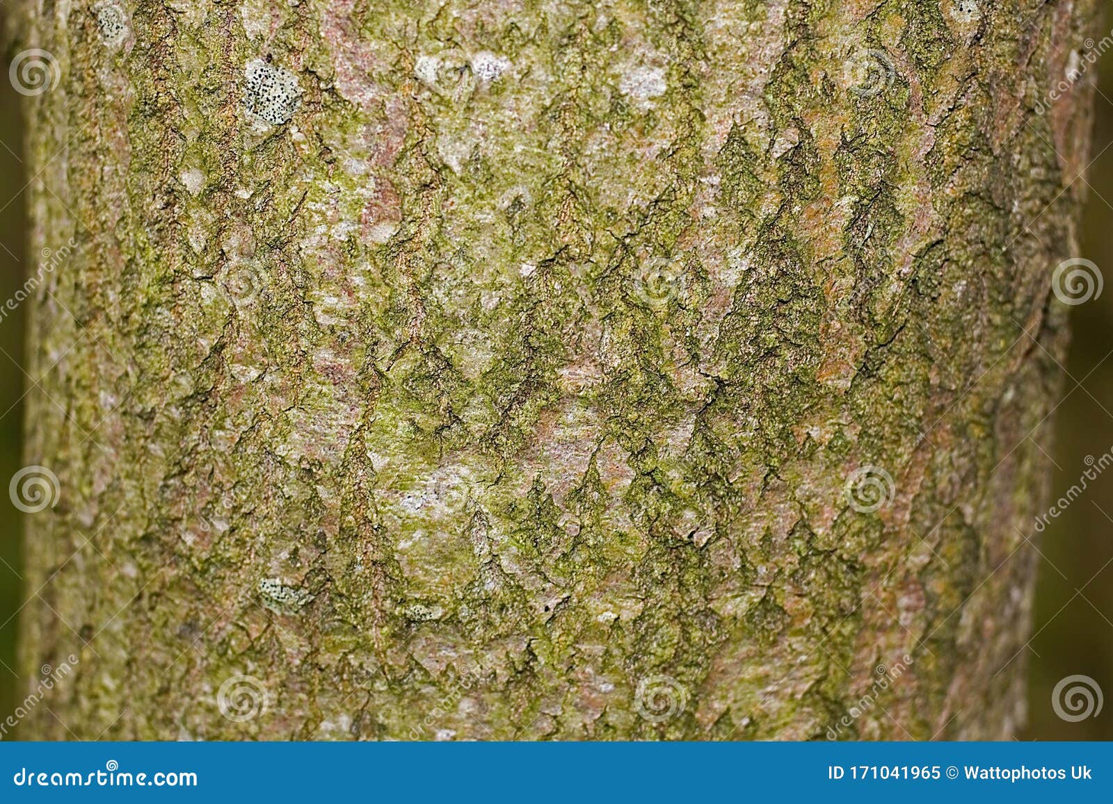 Tree Bark on a Tree Up Close Macro Stock Image - Image of thick, spike ...
