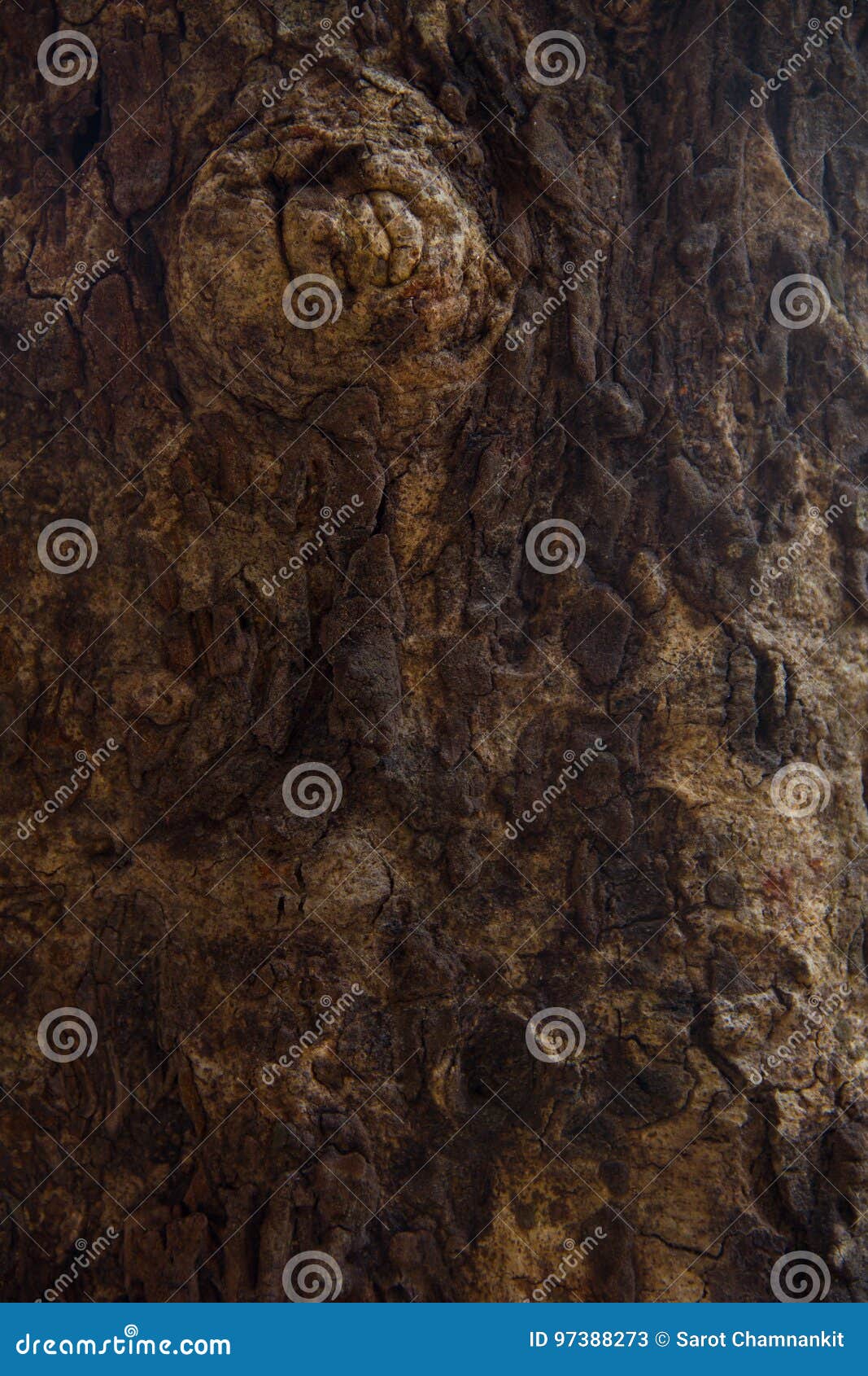 Tree bark stock image. Image of wooden, grunge, trunk - 97388273