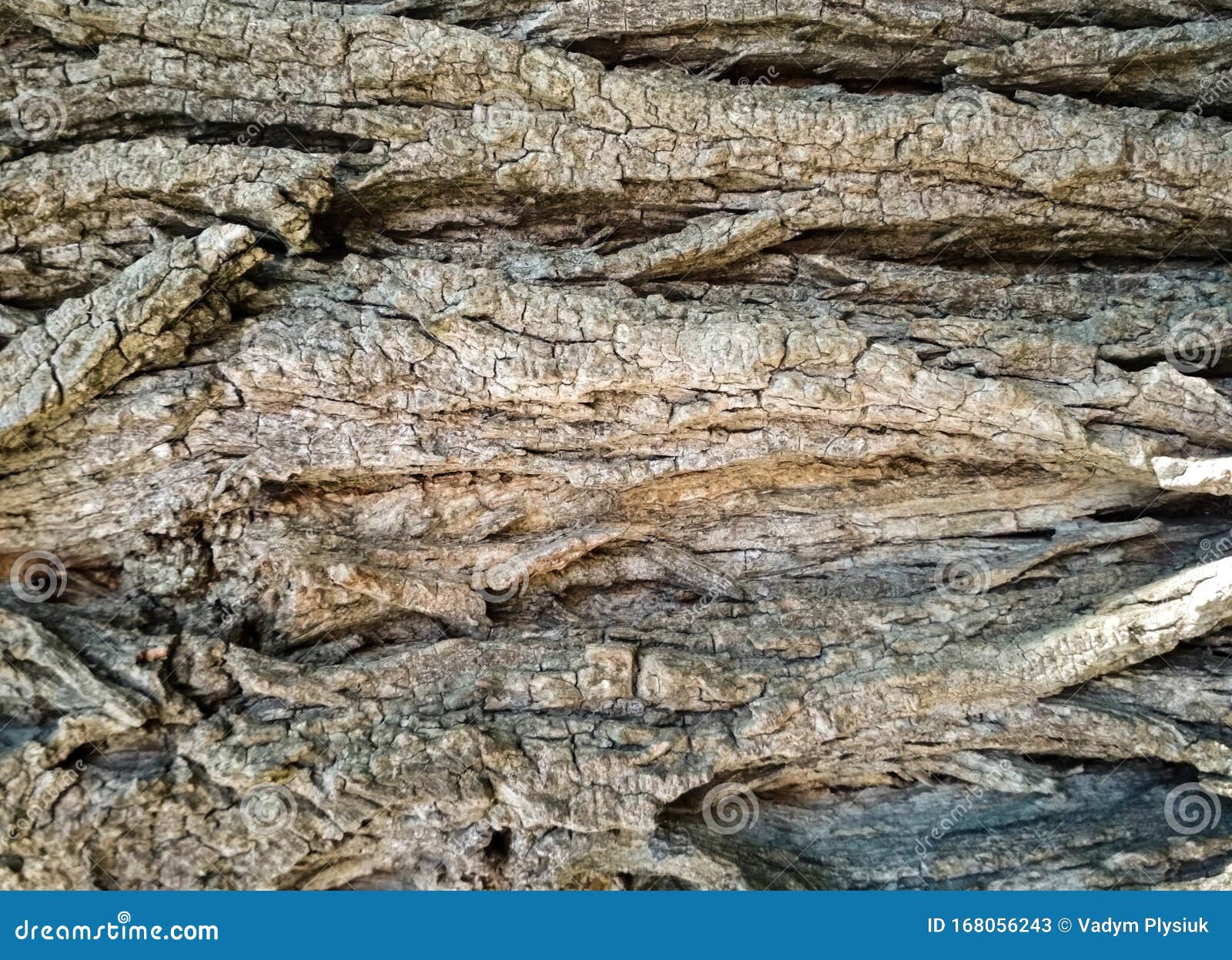 Tree Bark Vertical Photo Texture Background Stock Image - Image of ...