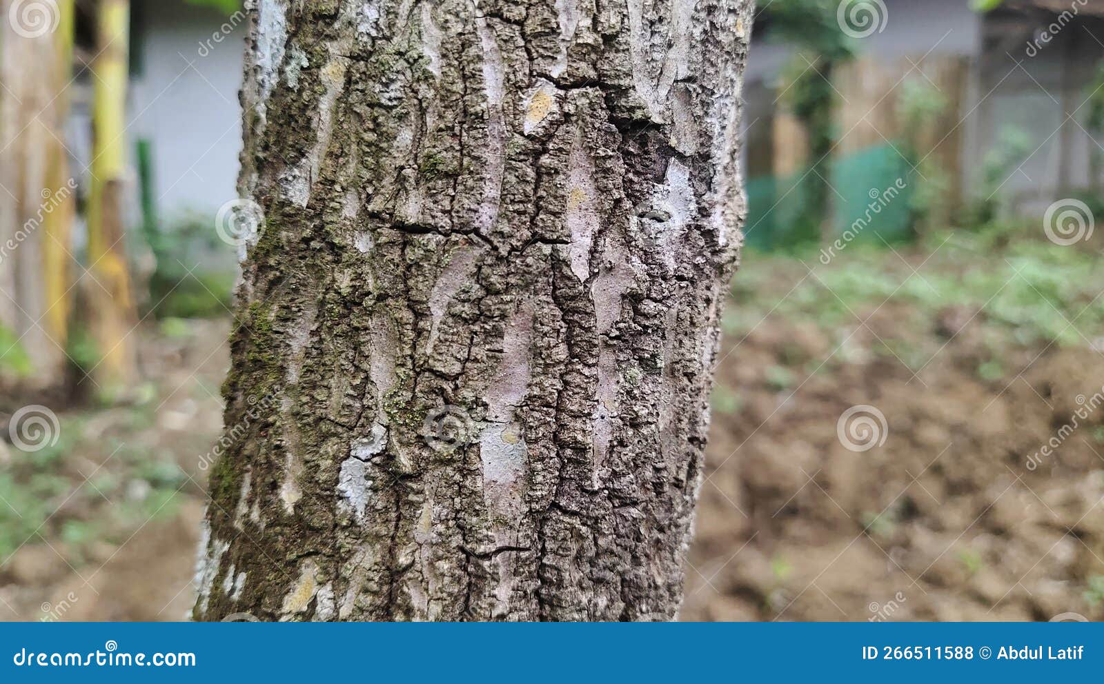 Tree Bark with Very Old Character Stock Photo - Image of designe ...