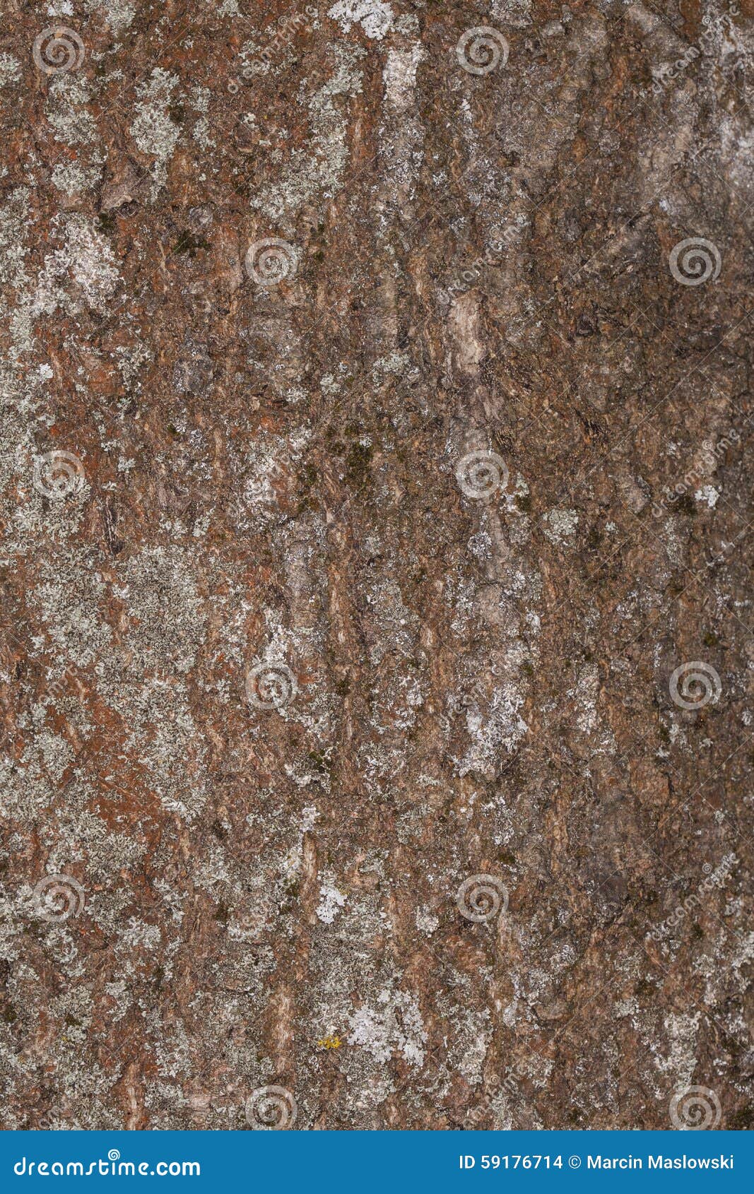 Tree bark stock photo. Image of close, rough, rugged - 59176714