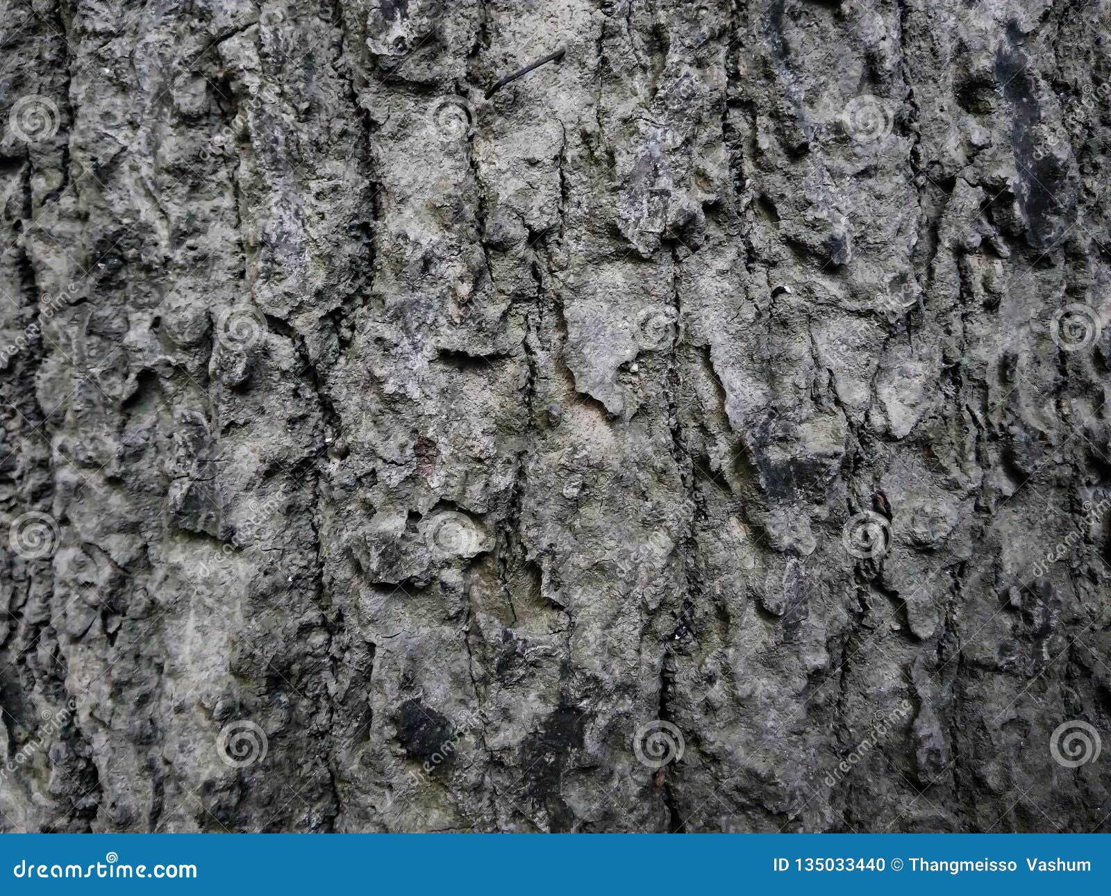 Tree bark for wallpaper stock photo. Image of color - 135033440