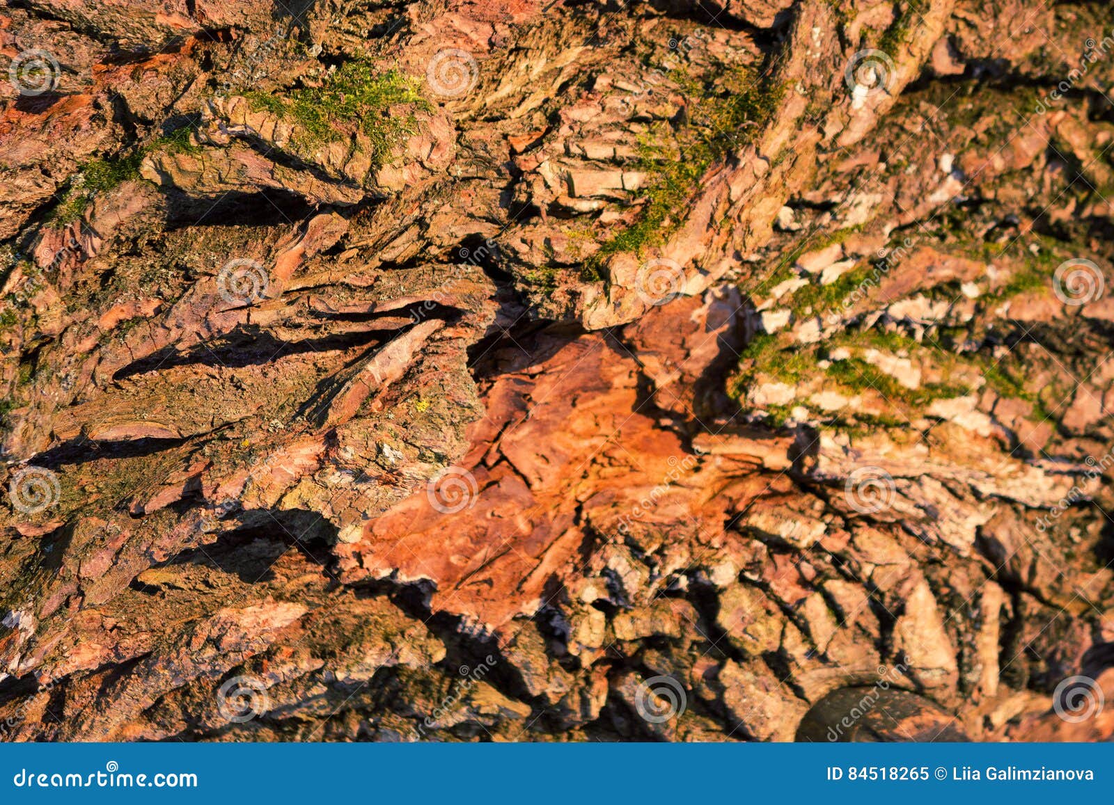Tree Bark in a Warm Sunlight Stock Image - Image of close, protection ...
