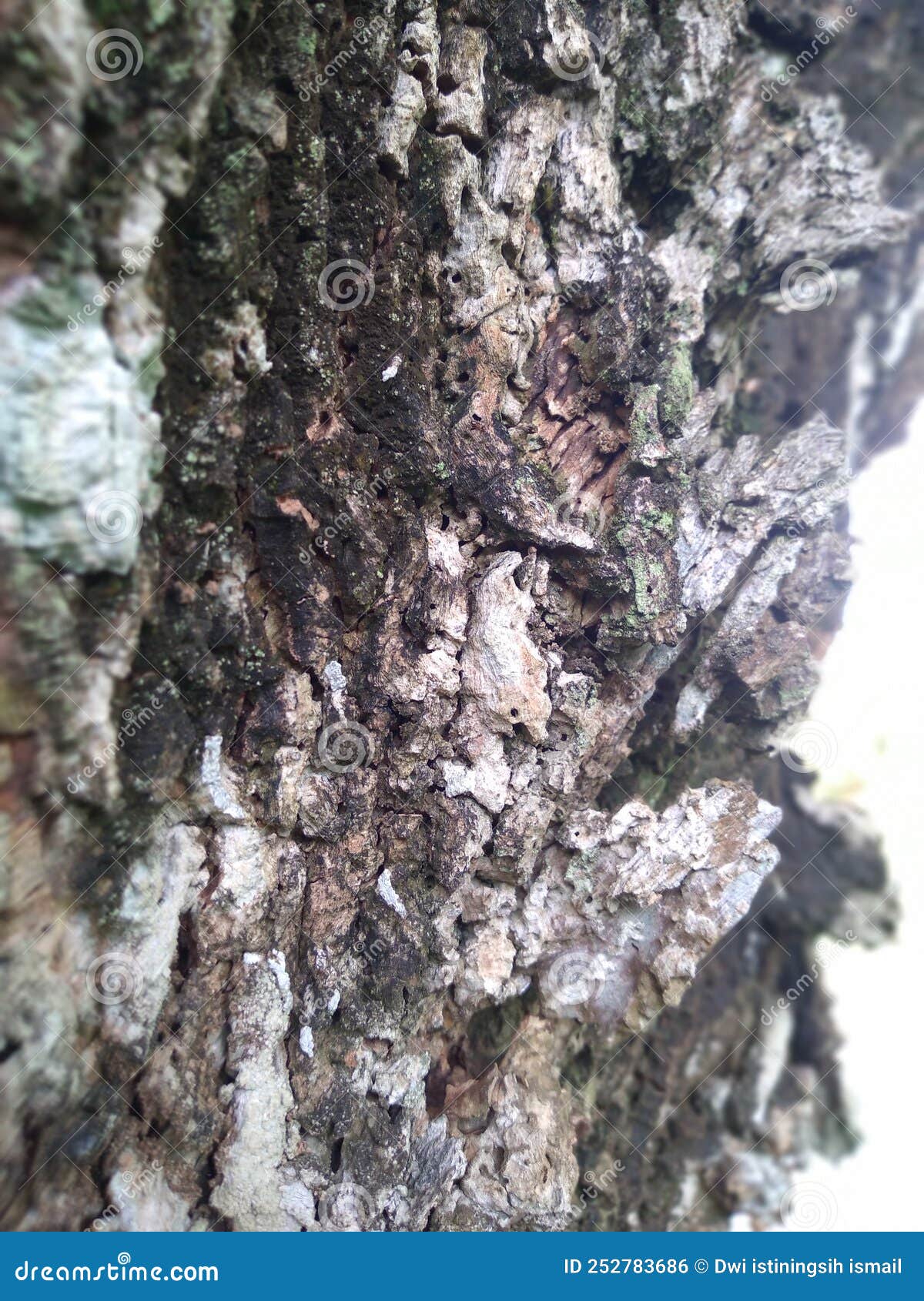 Bark Of A Nice Tree Texture Royalty-Free Stock Photo | CartoonDealer ...