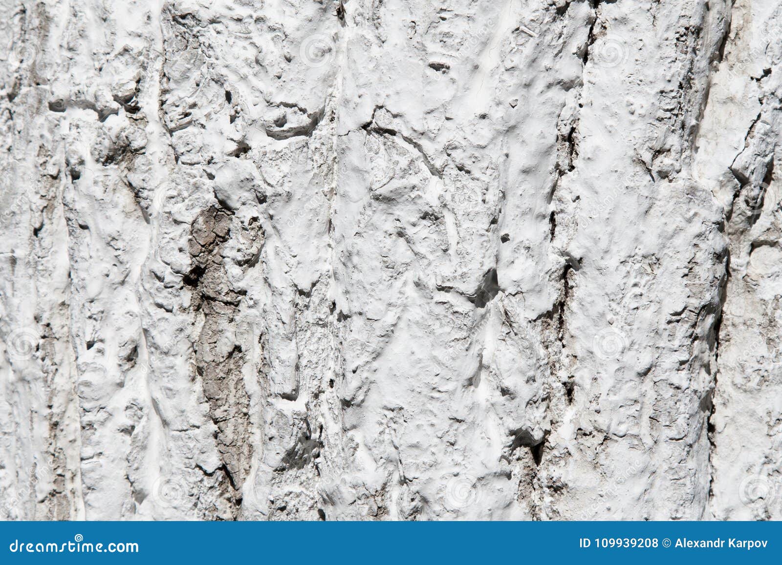 Tree bark in whitewash. stock photo. Image of forest - 109939208