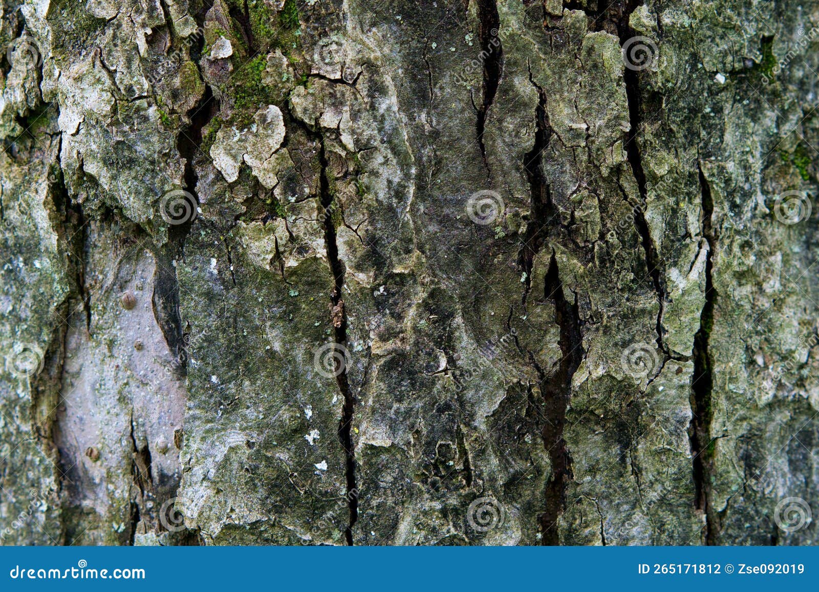 Tree bark stock photo. Image of rock, branch, wildlife - 265171812