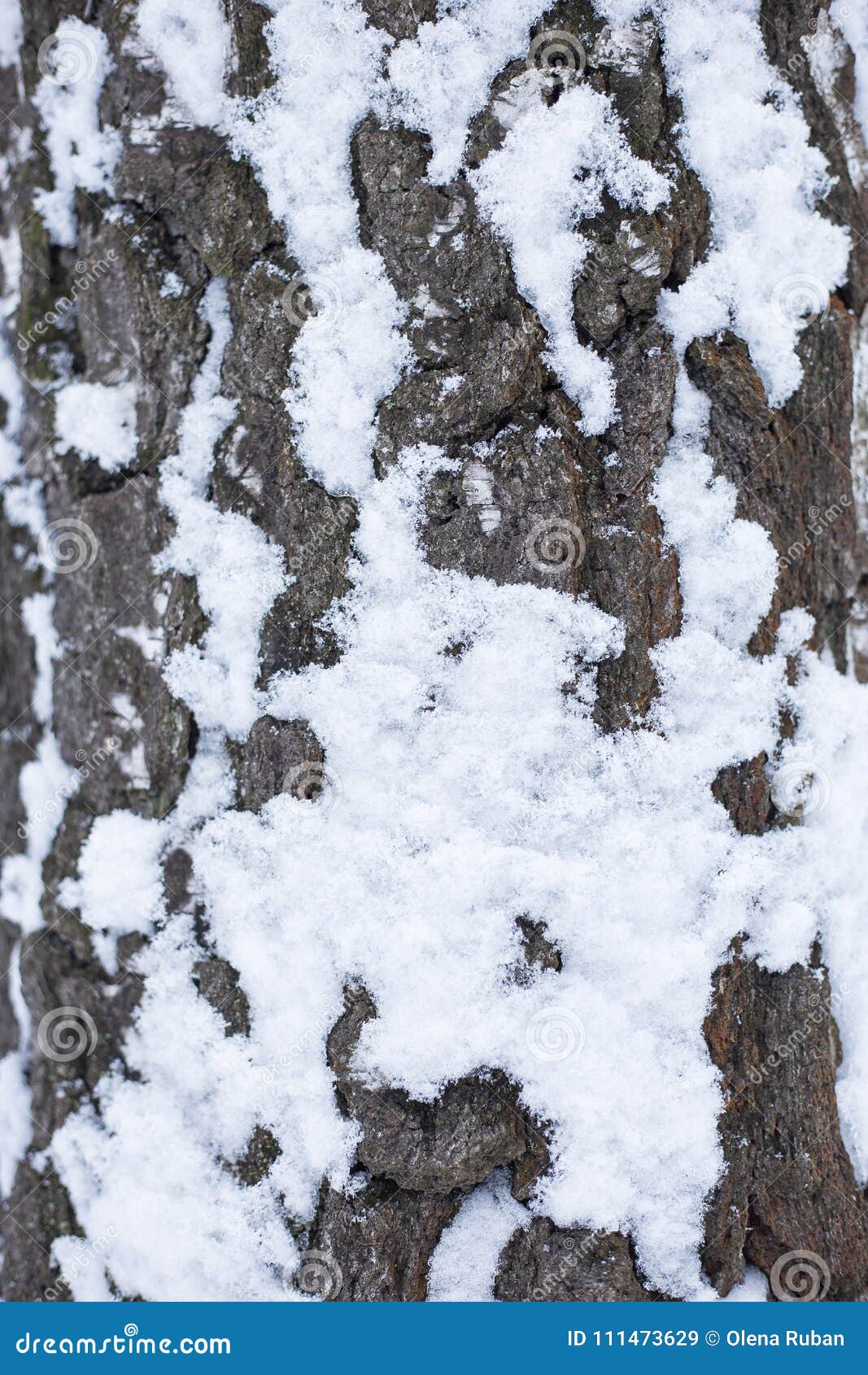 Tree Bark in the Winter Season Stock Image - Image of effect, bark ...
