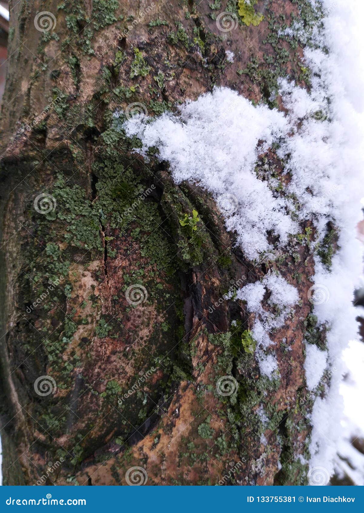 Tree bark stock image. Image of large, snow, wood, winter - 133755381