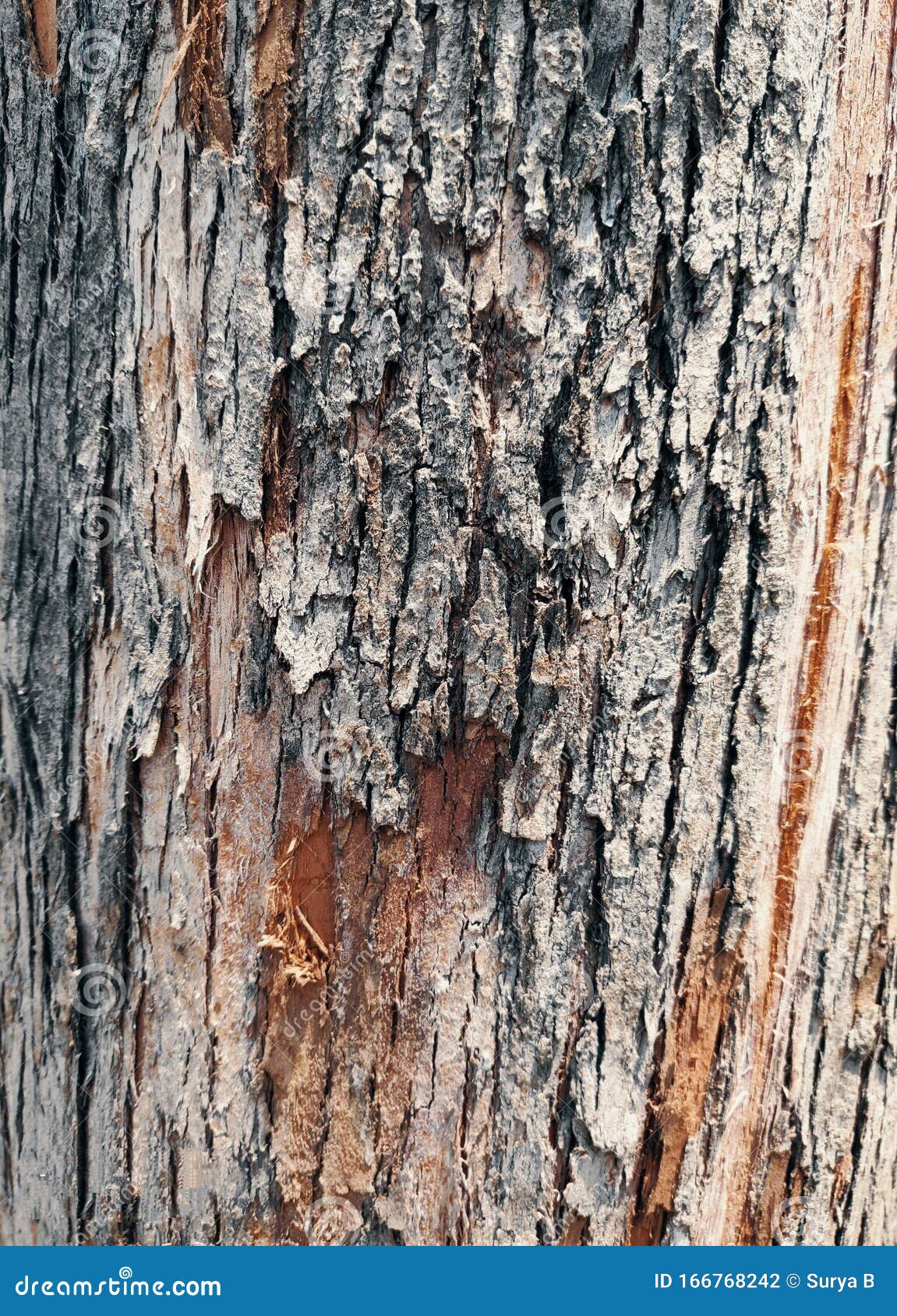Tree bark during winter stock photo. Image of bark, winter - 166768242
