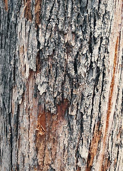 Tree bark during winter stock photo. Image of bark, winter - 166768242