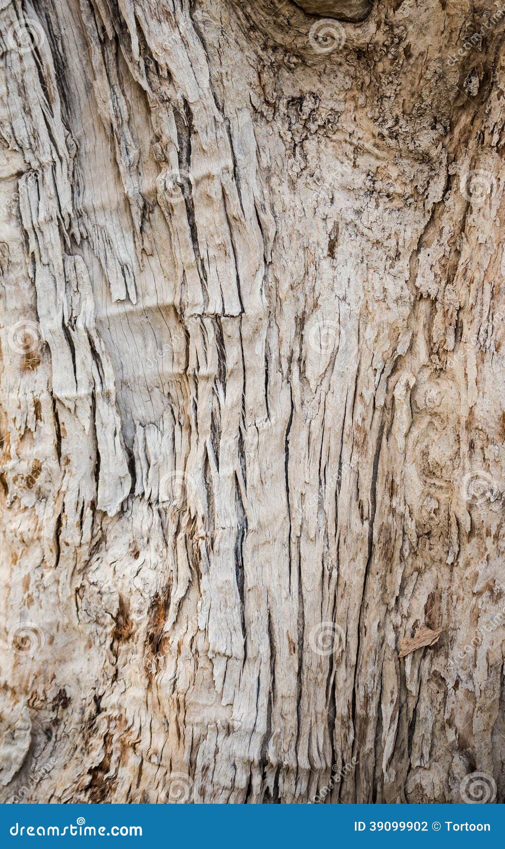 Tree Bark Wood Texture and Background Stock Photo - Image of gray ...