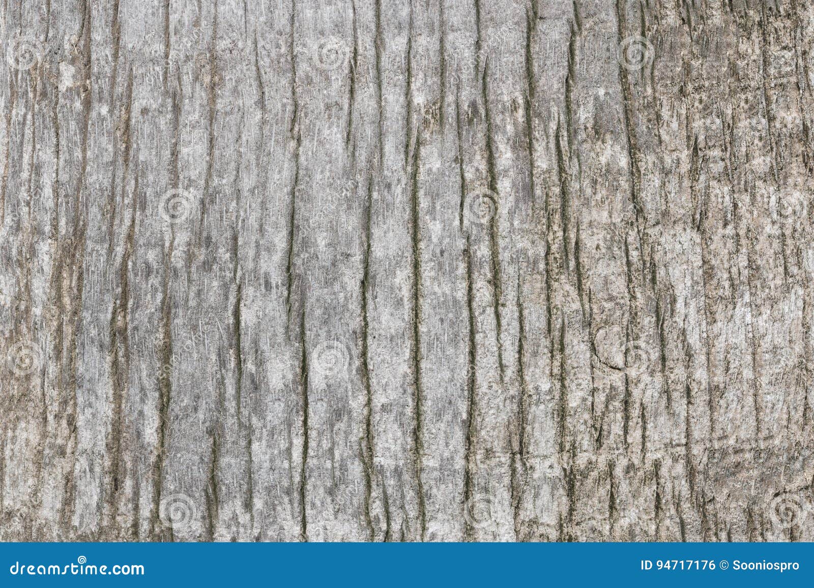 Tree Bark Wood Texture with Light Color Stock Photo - Image of natural ...