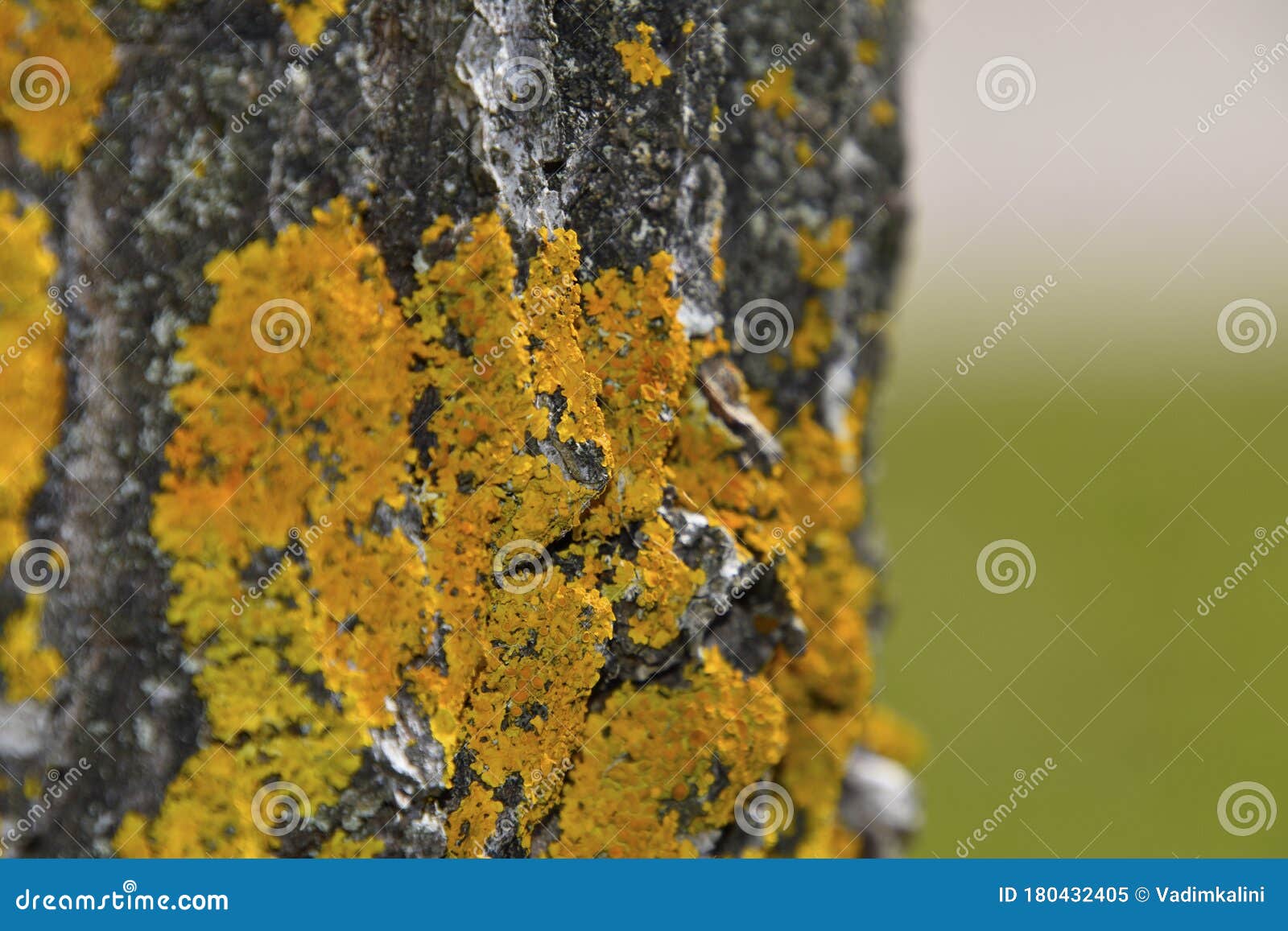 Yellow Moss On A White Rockstone Stock Photo | CartoonDealer.com #135567528