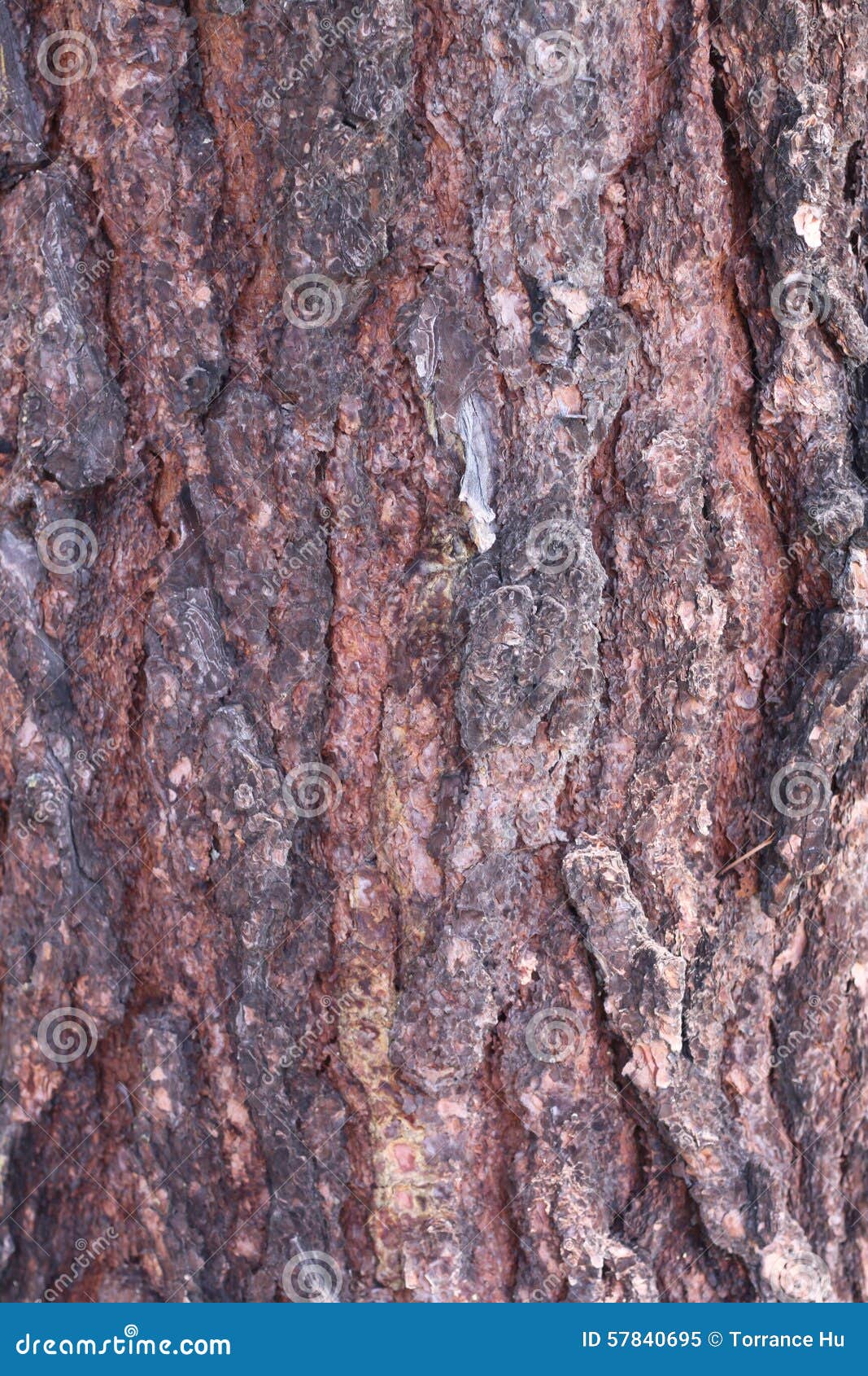 Tree Barks Texture stock image. Image of wooden, elegent - 57840695