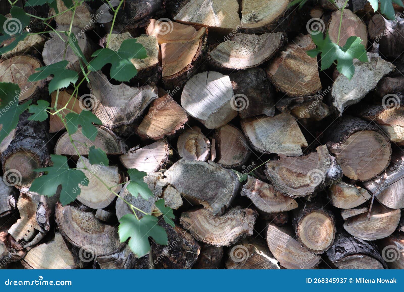 Tree barks stock image. Image of tree, green, leaves - 268345937