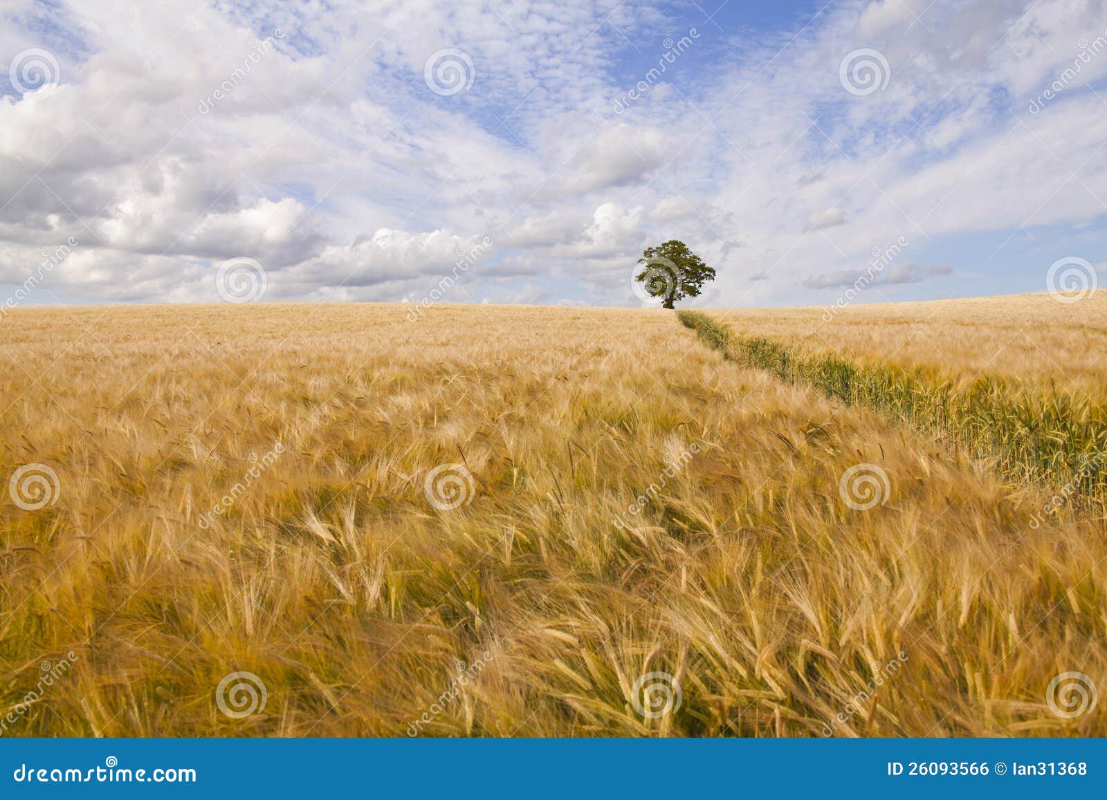 Tree in Barley field stock photo. Image of horticulture - 26093566