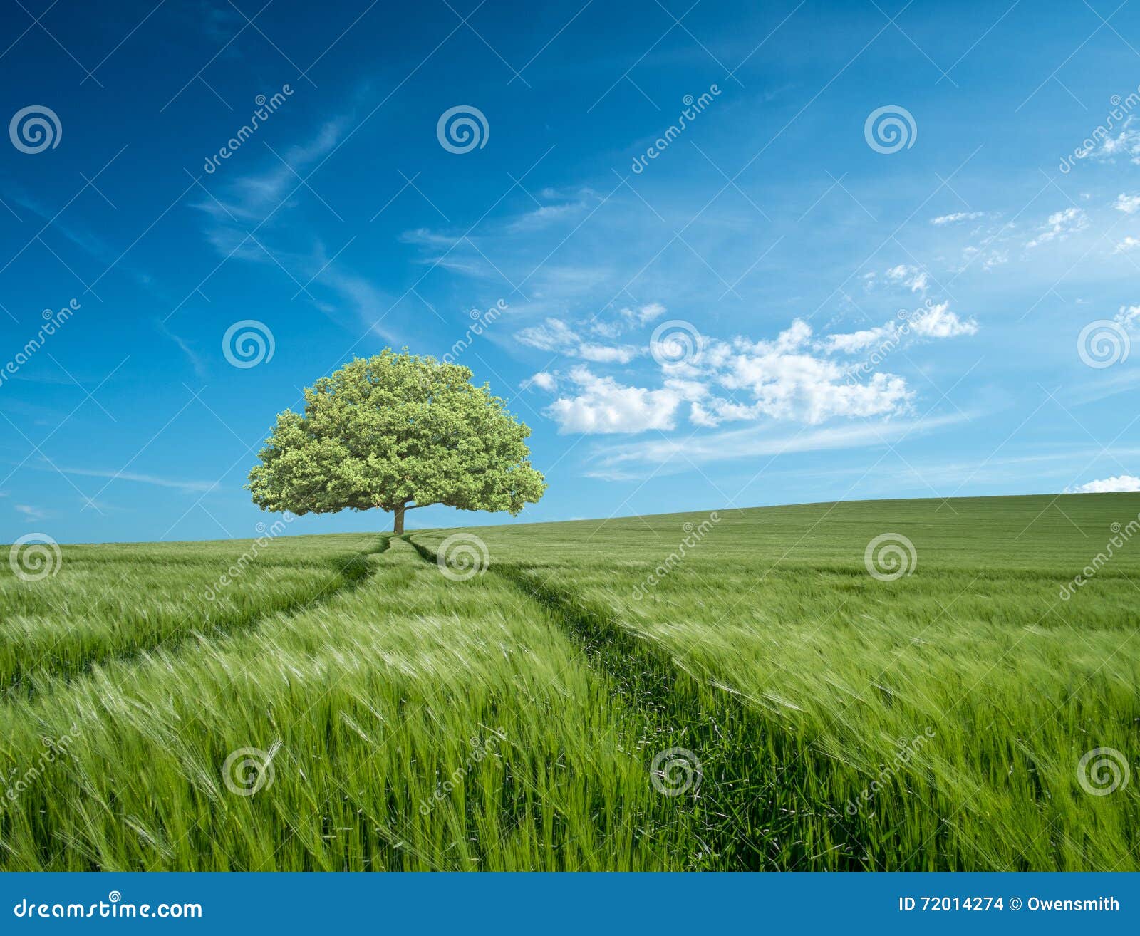 Tree in Barley Field in Dorset, UK with Blue Sky and Clouds Stock Photo ...