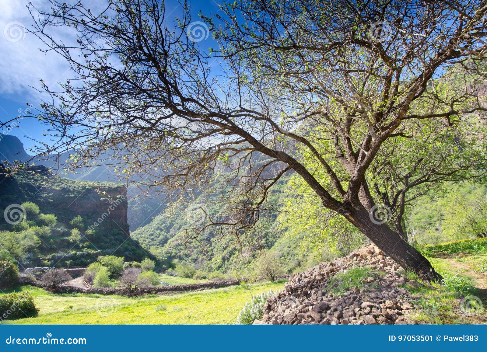 Tree in Barranco De Guayadeque, Gran Canaria, Spain Stock Image - Image ...