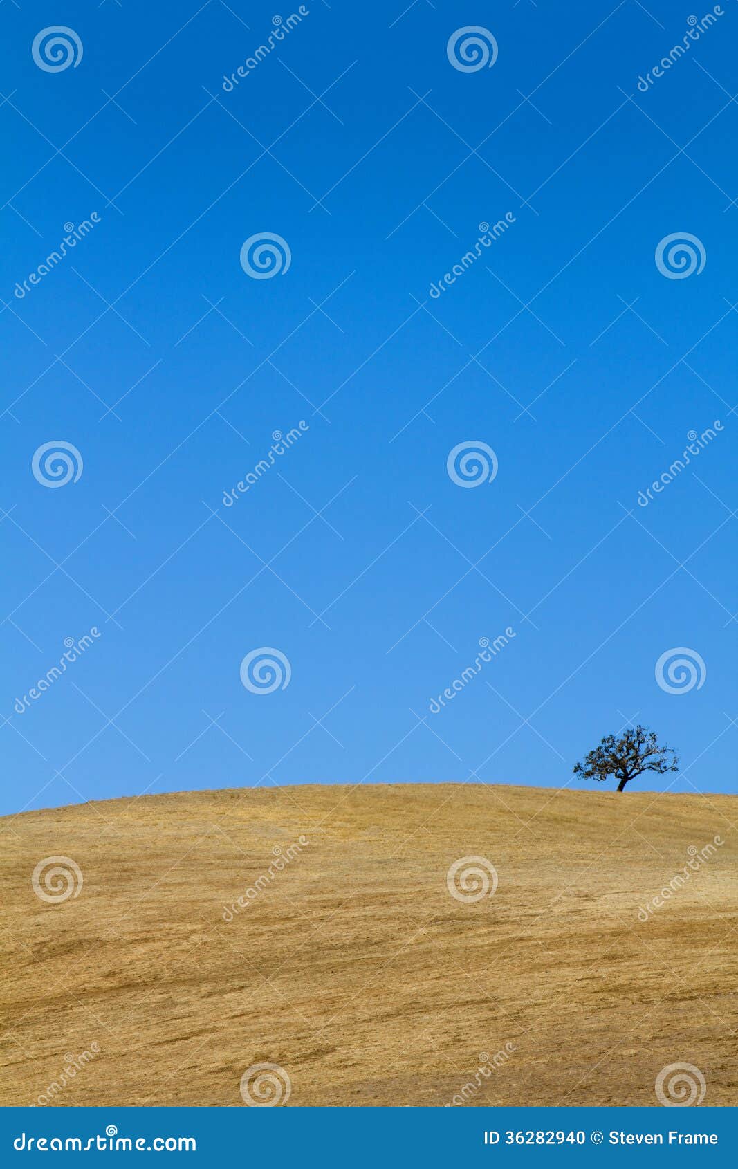 Tree on Barren Hillside stock photo. Image of outdoors - 36282940