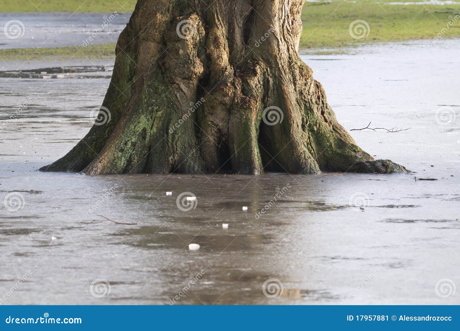 Tree Base Captured by Frozen Water Flood Stock Image - Image of frozen ...