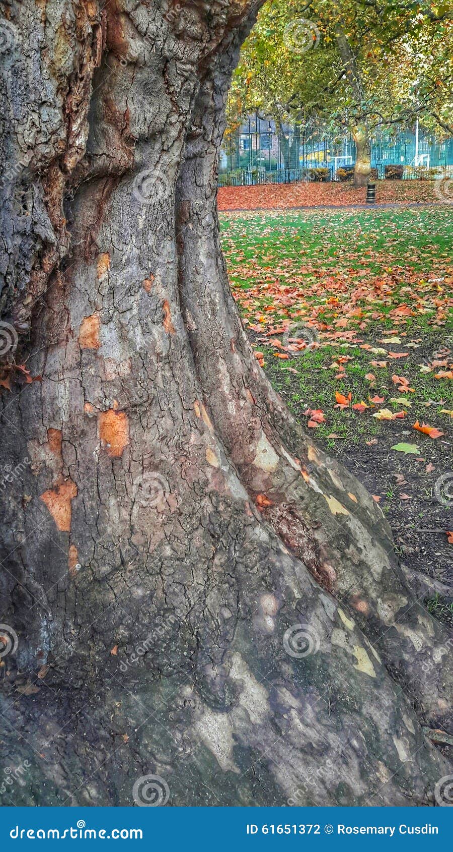 Tree base stock photo. Image of bark, autumn, tree, park - 61651372
