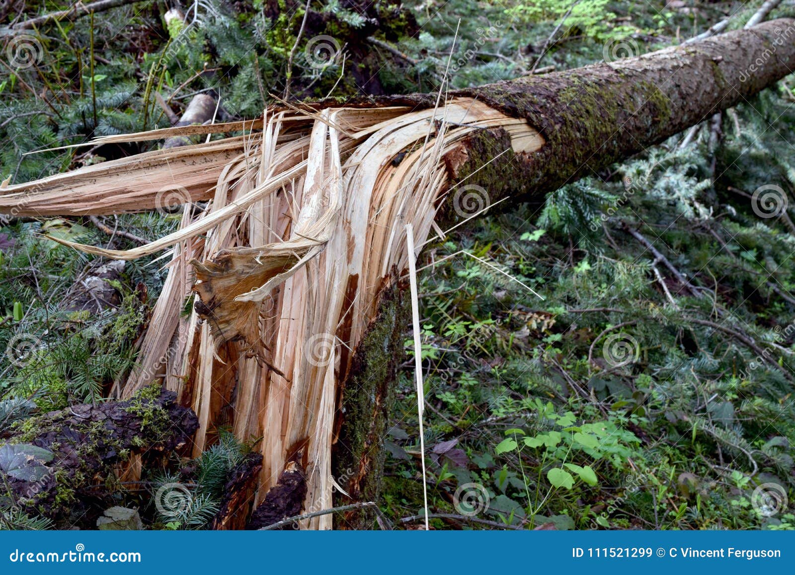 Tree Fallen Down stock image. Image of damage, plant - 111521299