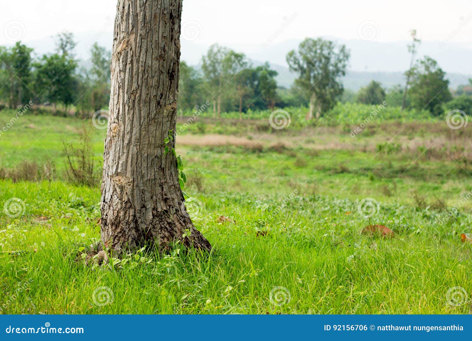 Tree Base with Green Grass,copy Space Stock Photo - Image of nature ...