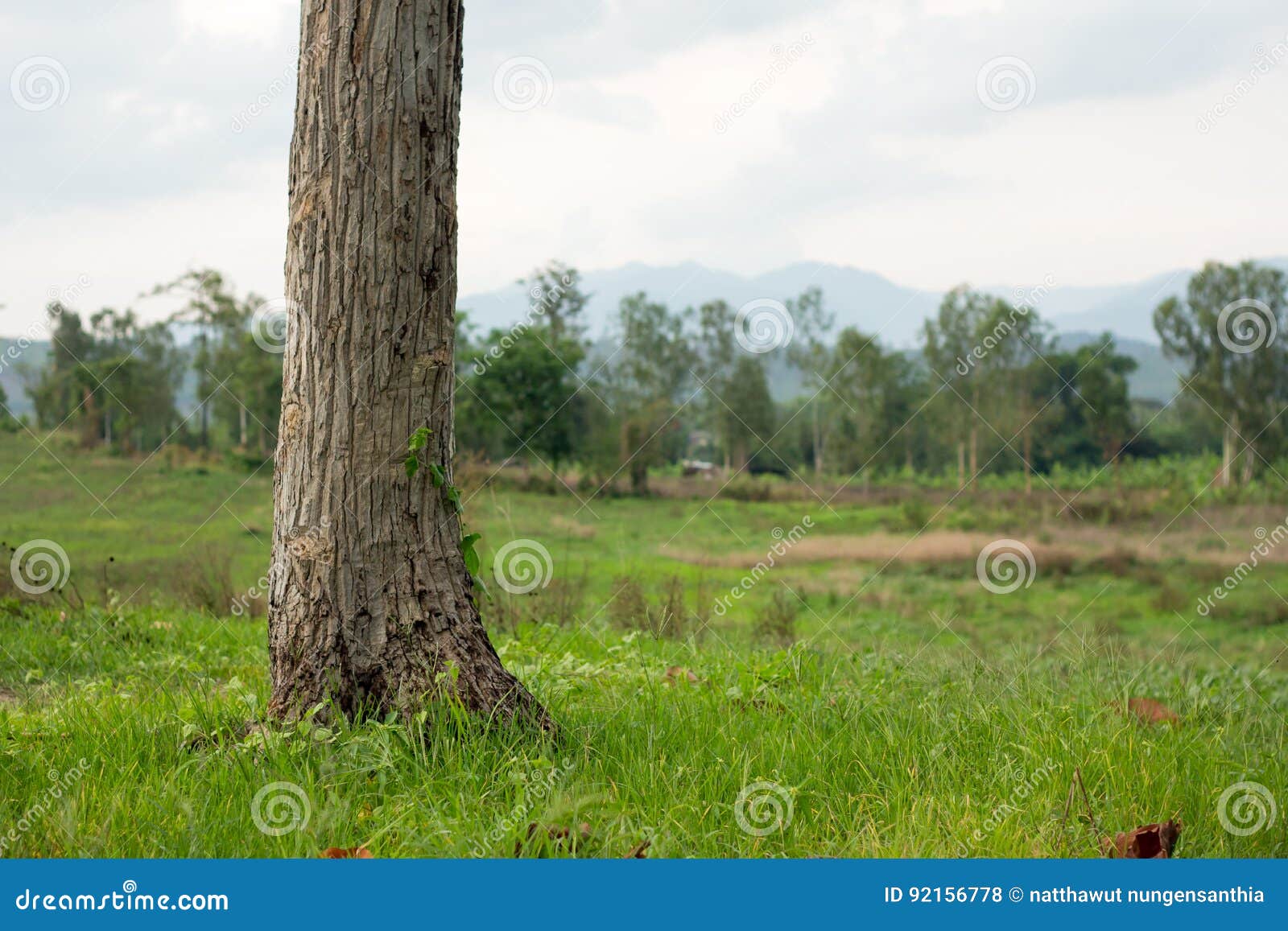 Tree Base with Green Grass,copy Space Stock Photo - Image of park ...