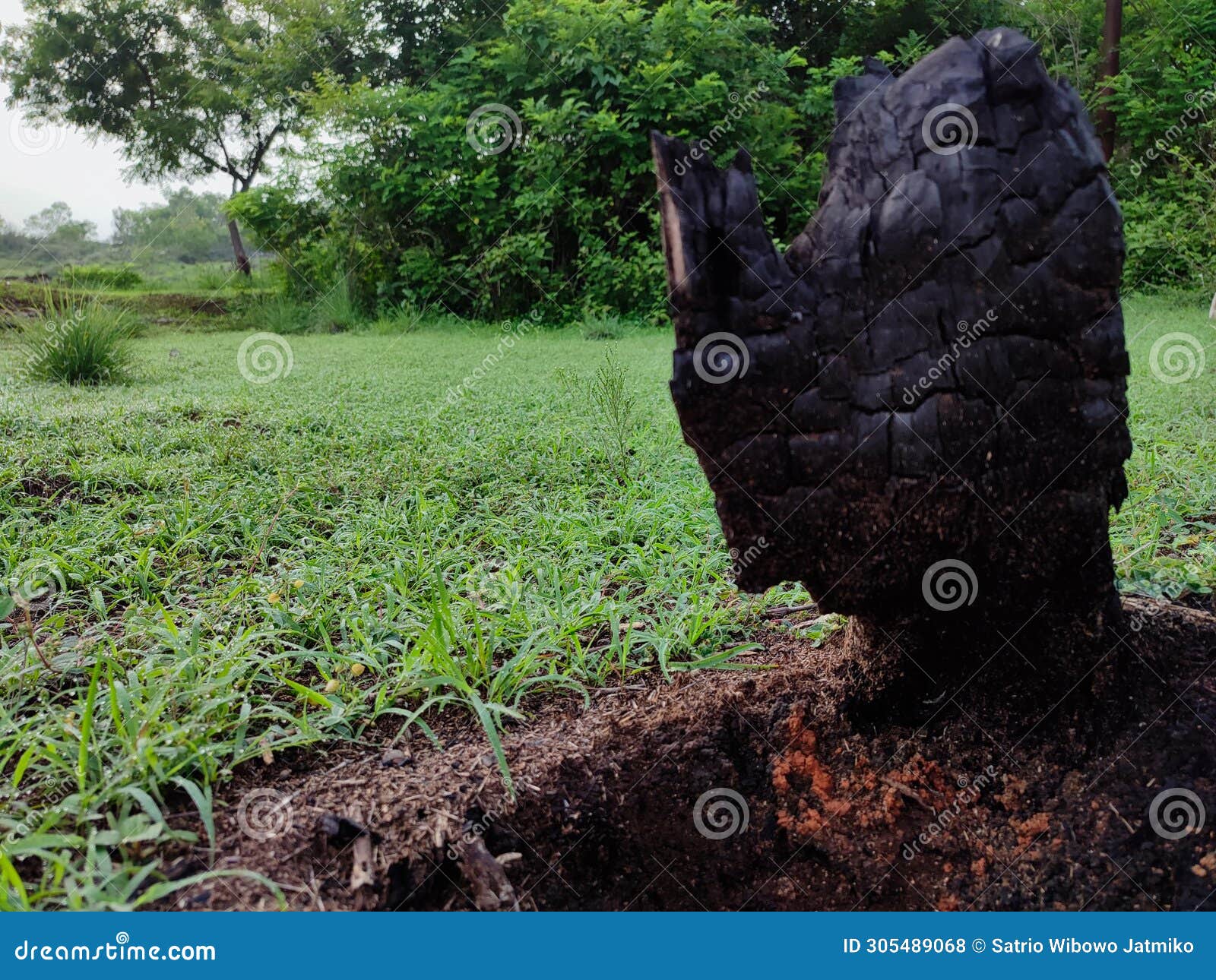 A Tree Base that Has Dried Out and Burned Stock Photo - Image of ...