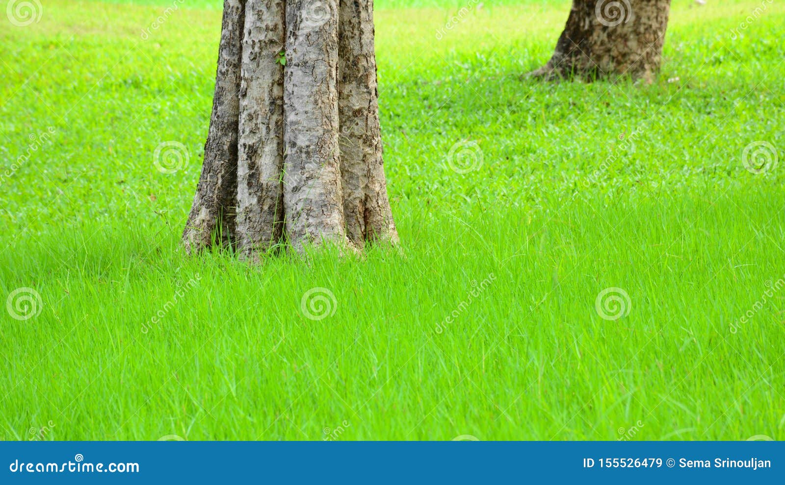 Tree base in the park. stock image. Image of ground - 155526479