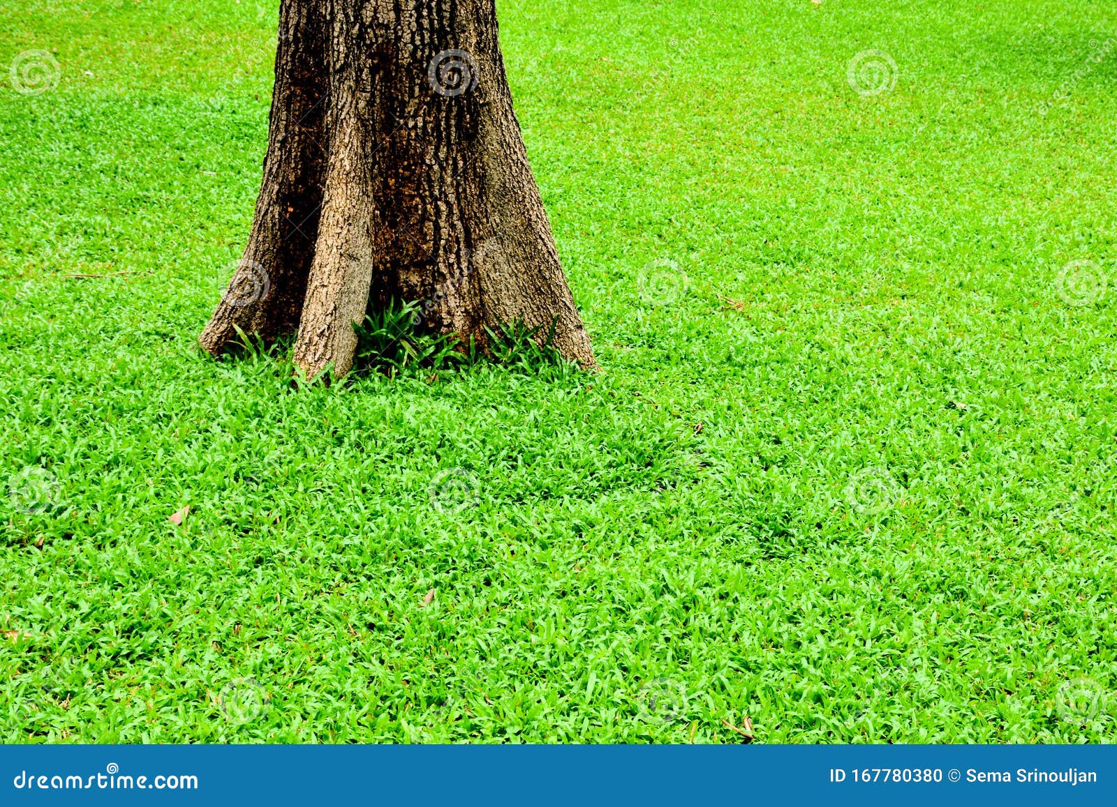 Tree base in the park. stock photo. Image of landscape - 167780380