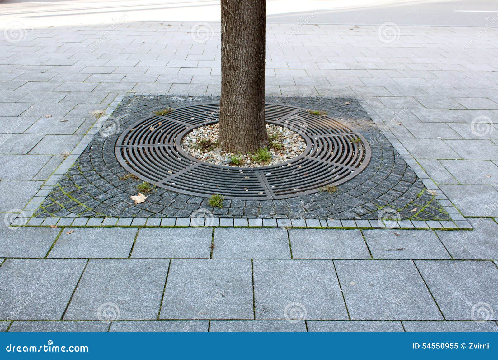 Tree base and pavement stock image. Image of pancevo - 54550955