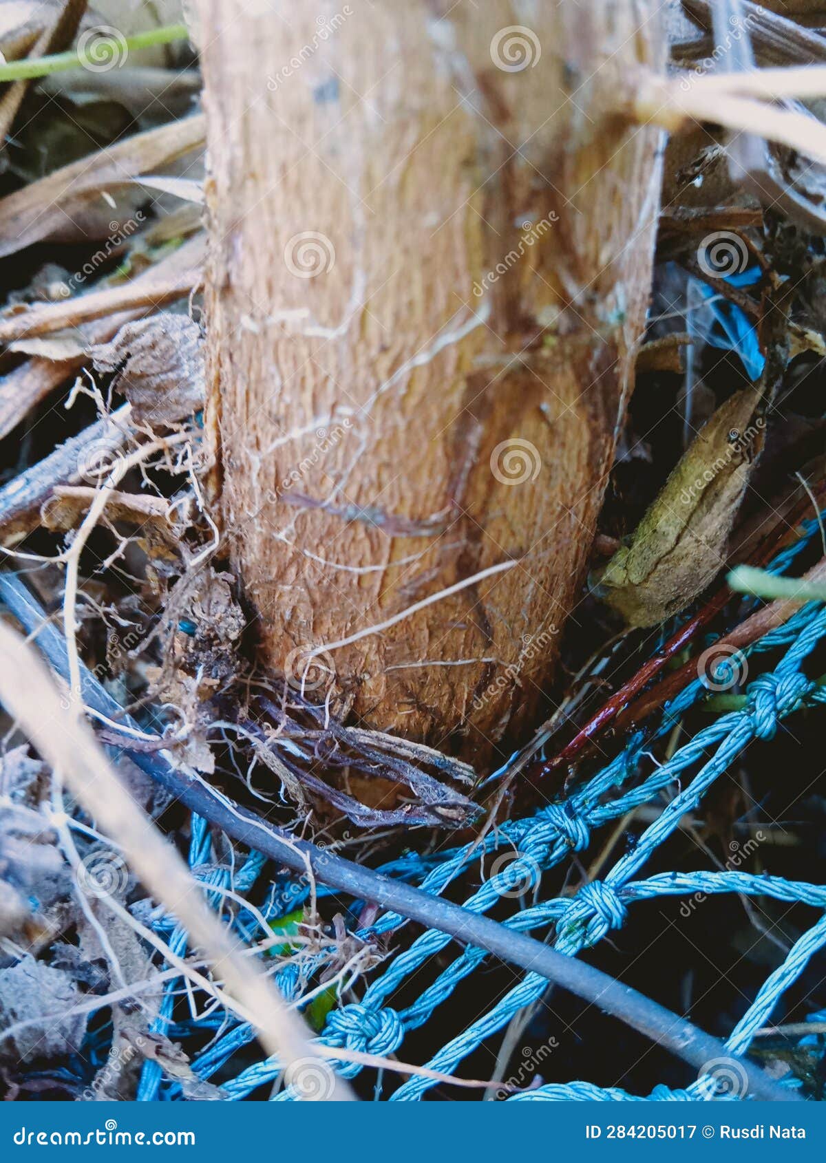 Tree Base and Small Nets stock image. Image of wood - 284205017