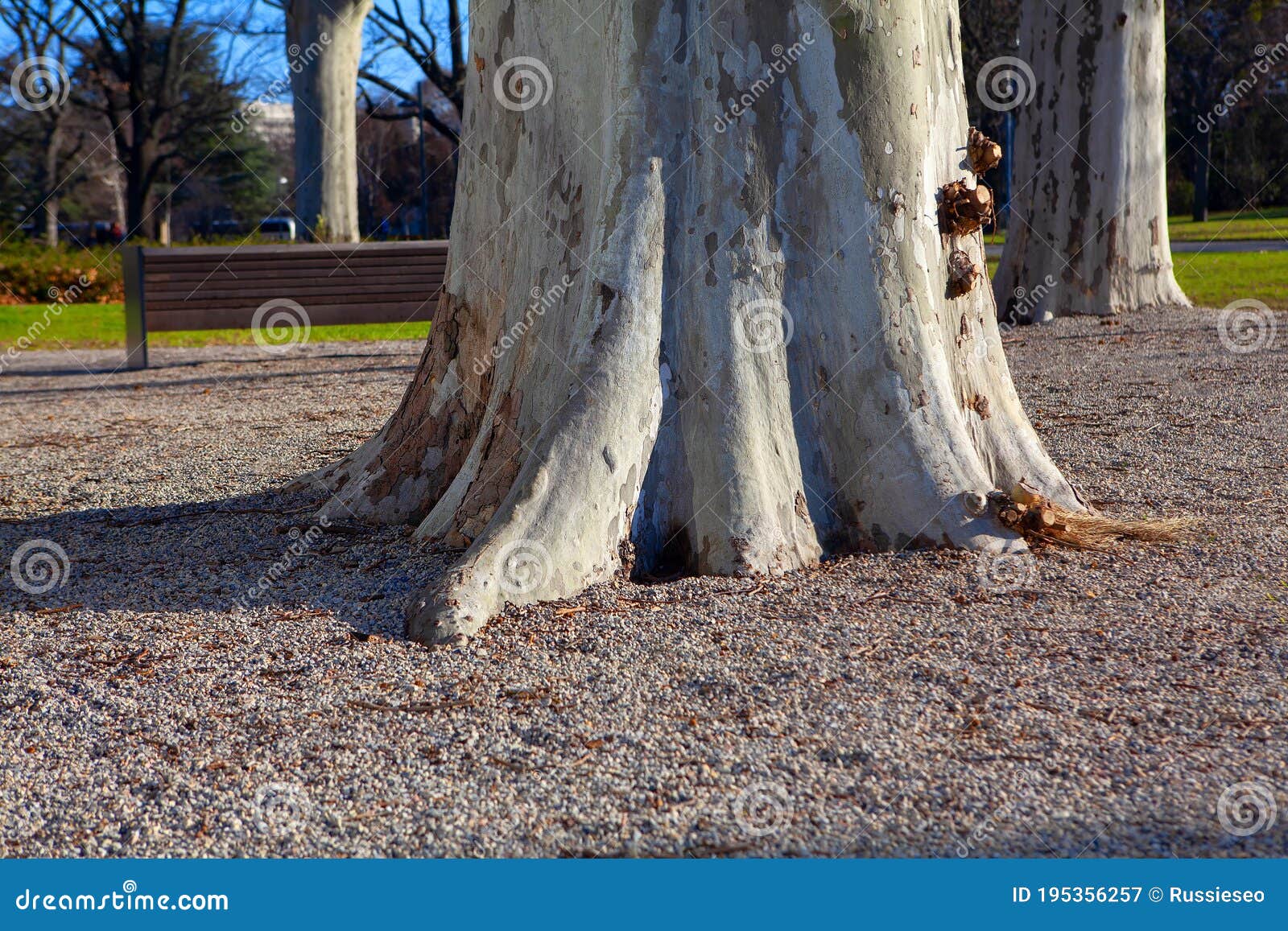 Tree base stock image. Image of organic, grass, natural - 195356257