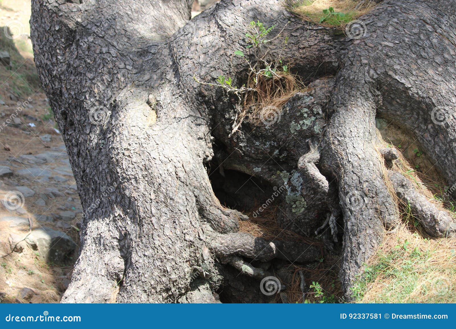 Tree base stock image. Image of base, animal, tree, fall - 92337581