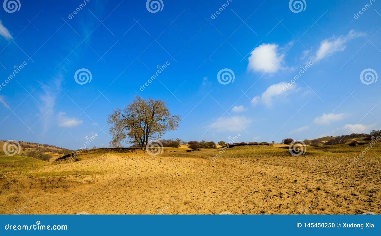 A Tree at Inner Mongolia stock photo. Image of nature - 145450250
