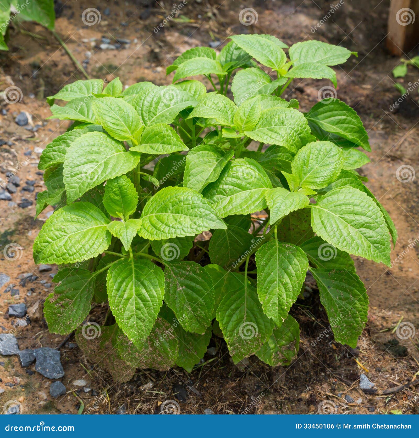 Tree Basil or Ocimum Gratissimum Stock Photo - Image of spices, leaves ...