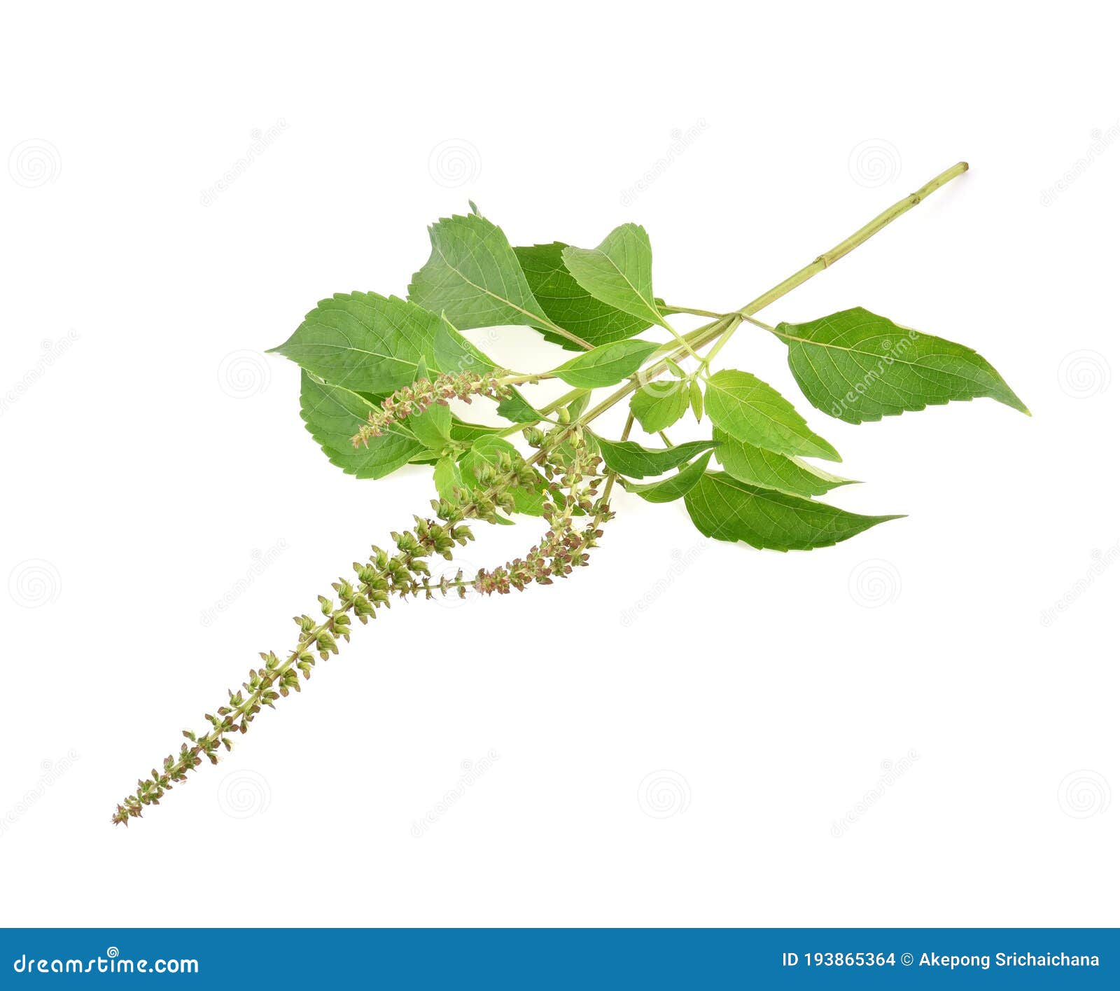 Tree Basil, Caraway Plant In GardenShrubby Basil, Ocimum Gratissimum ...