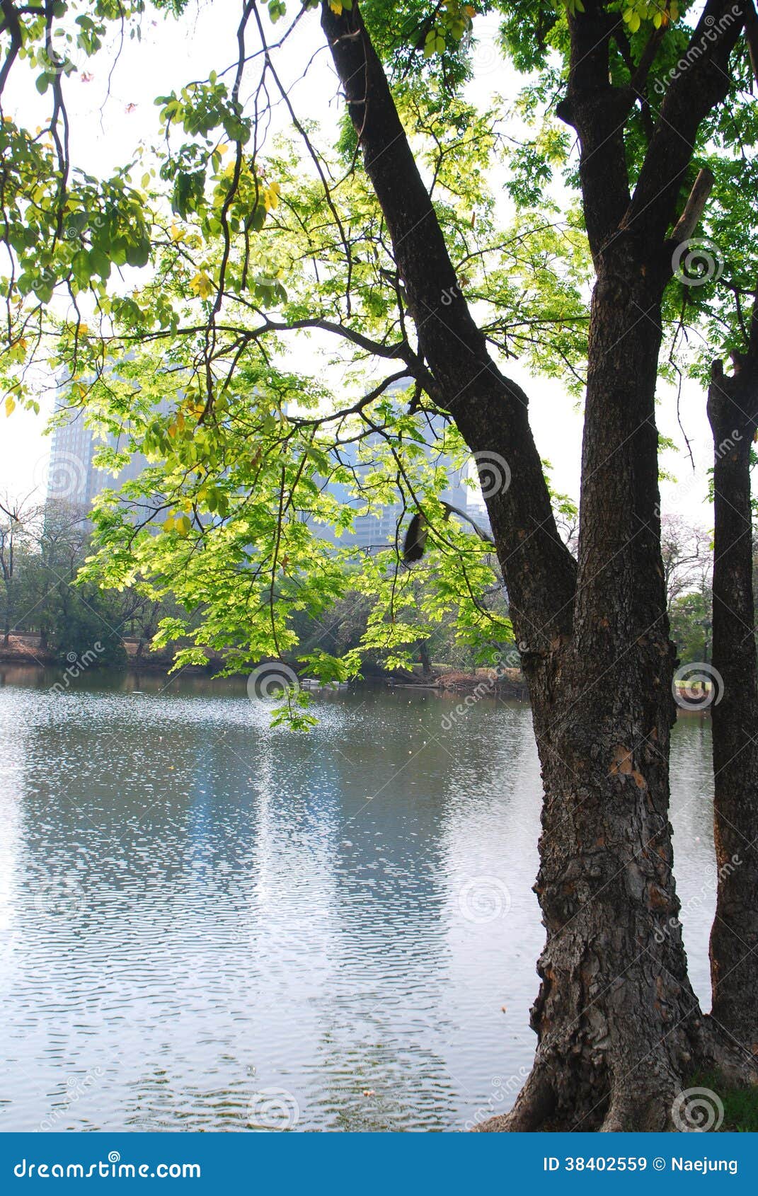 Tree with basin stock image. Image of landmark, nature - 38402559