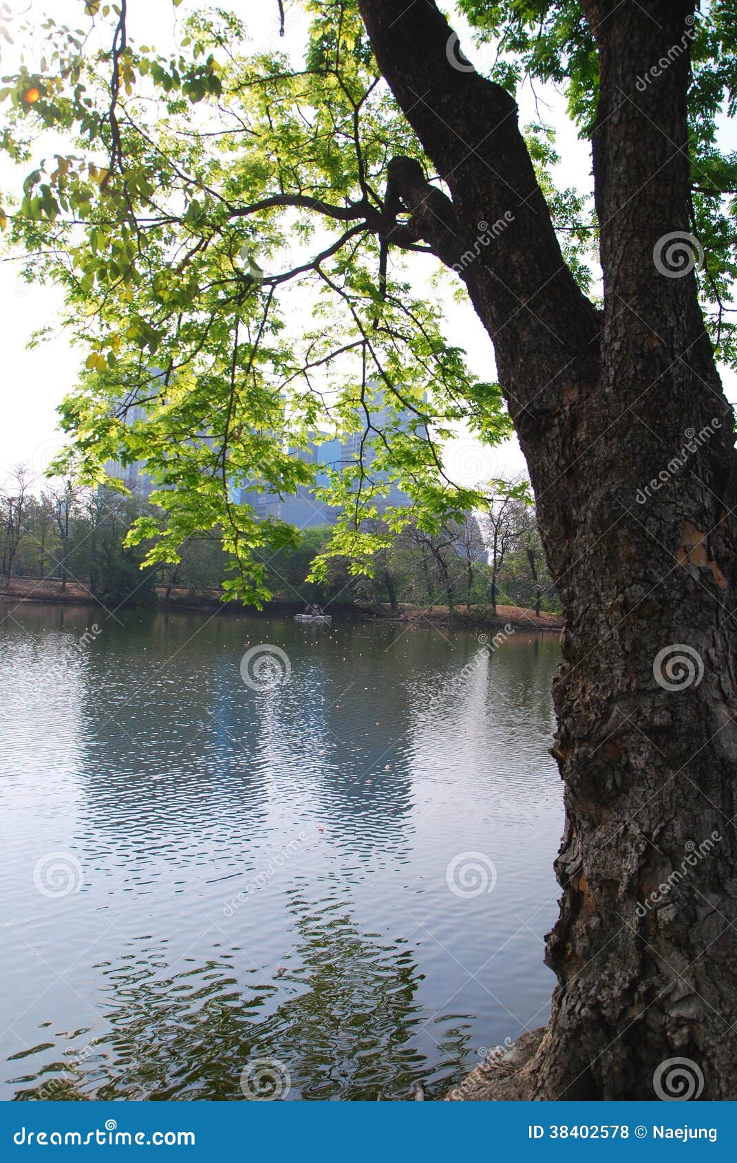 Tree with basin stock photo. Image of culture, morocco - 38402578