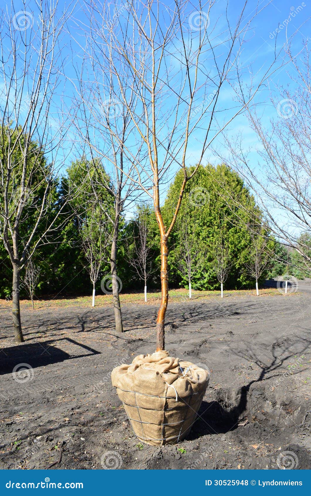 A tree in a basket stock photo. Image of farm, plant - 30525948
