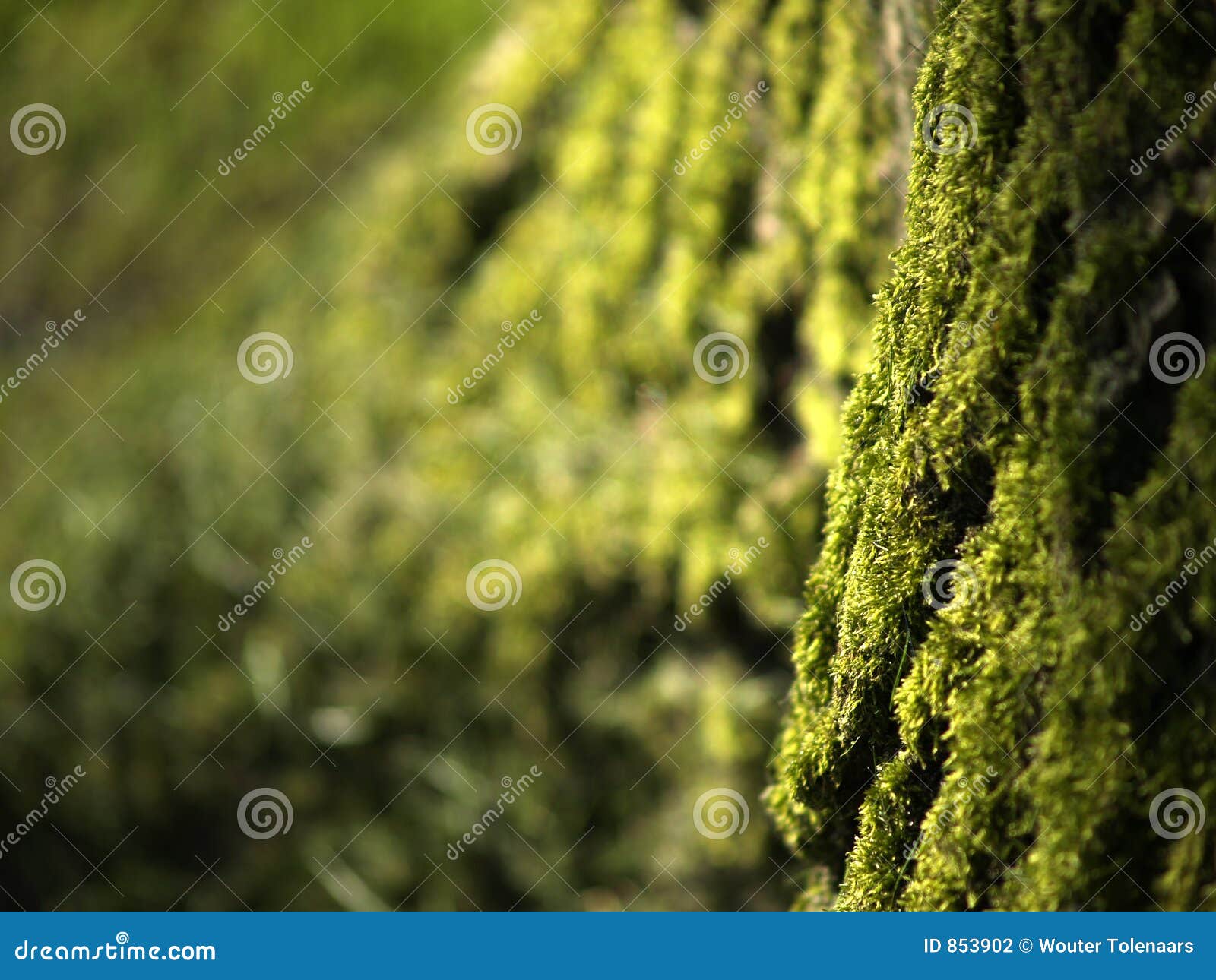 Tree bast stock photo. Image of nature, seasonal, growth - 853902