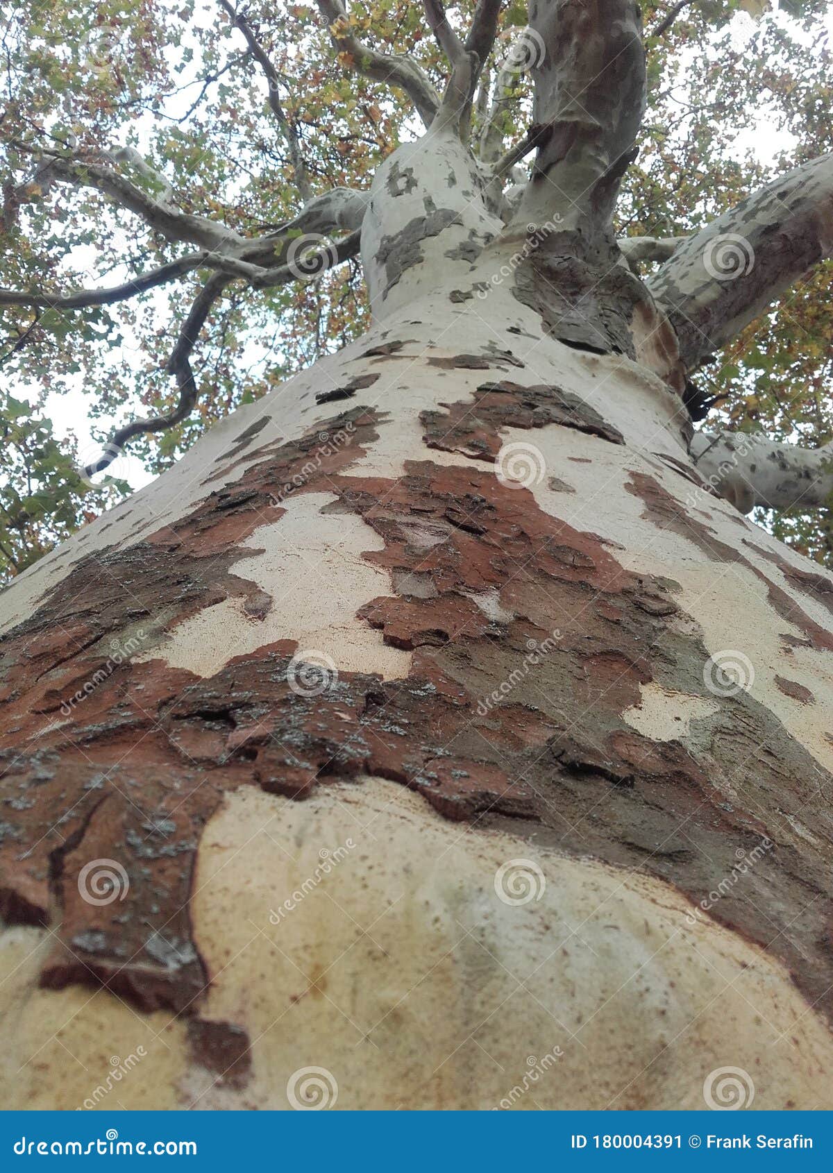 Tree, Baum, Ahorn stock image. Image of carving, woodland - 180004391