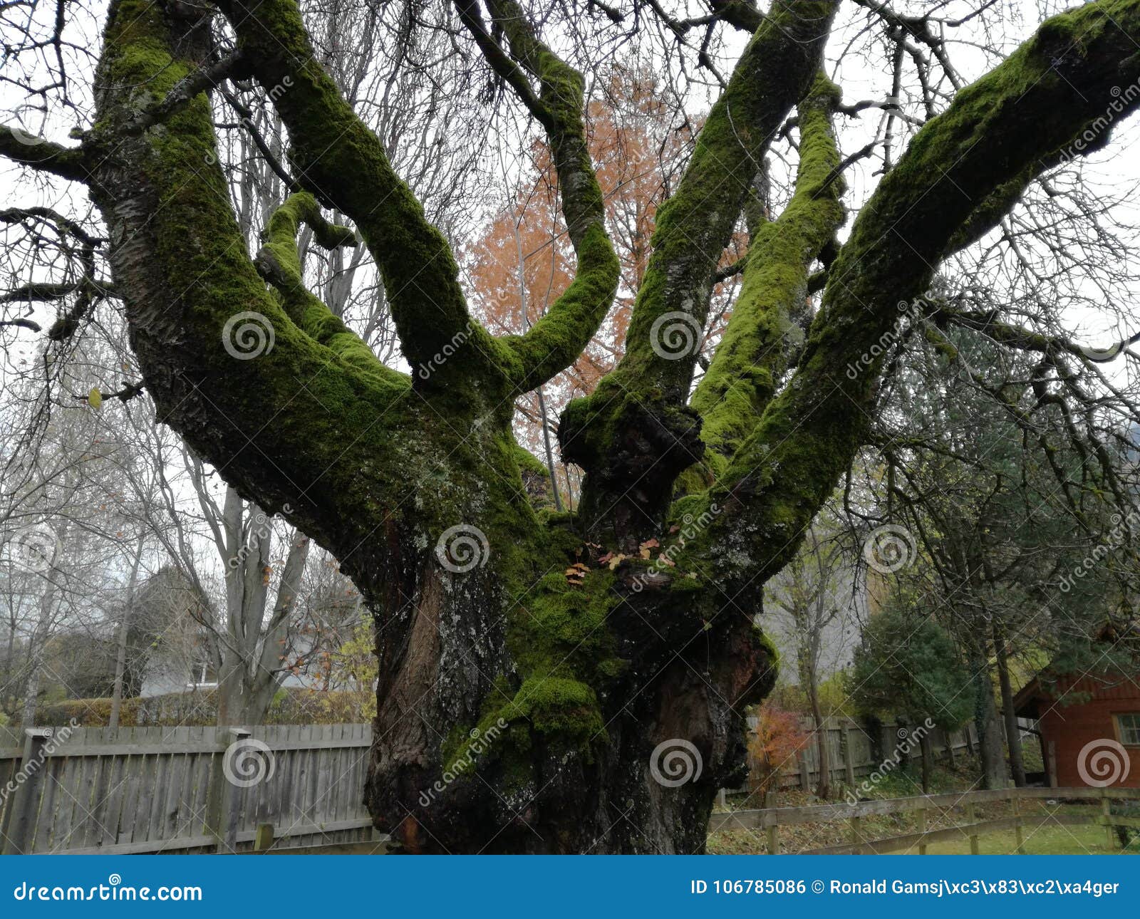 Tree baum moos wood nature stock photo. Image of baum - 106785086