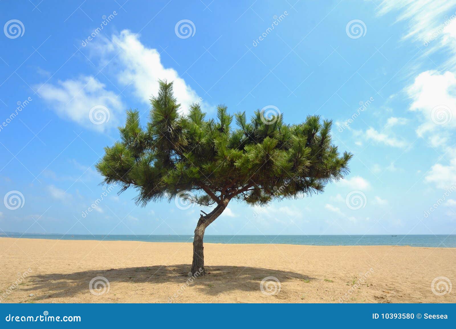 Tree on beach stock photo. Image of sand, ocean, skyline - 10393580